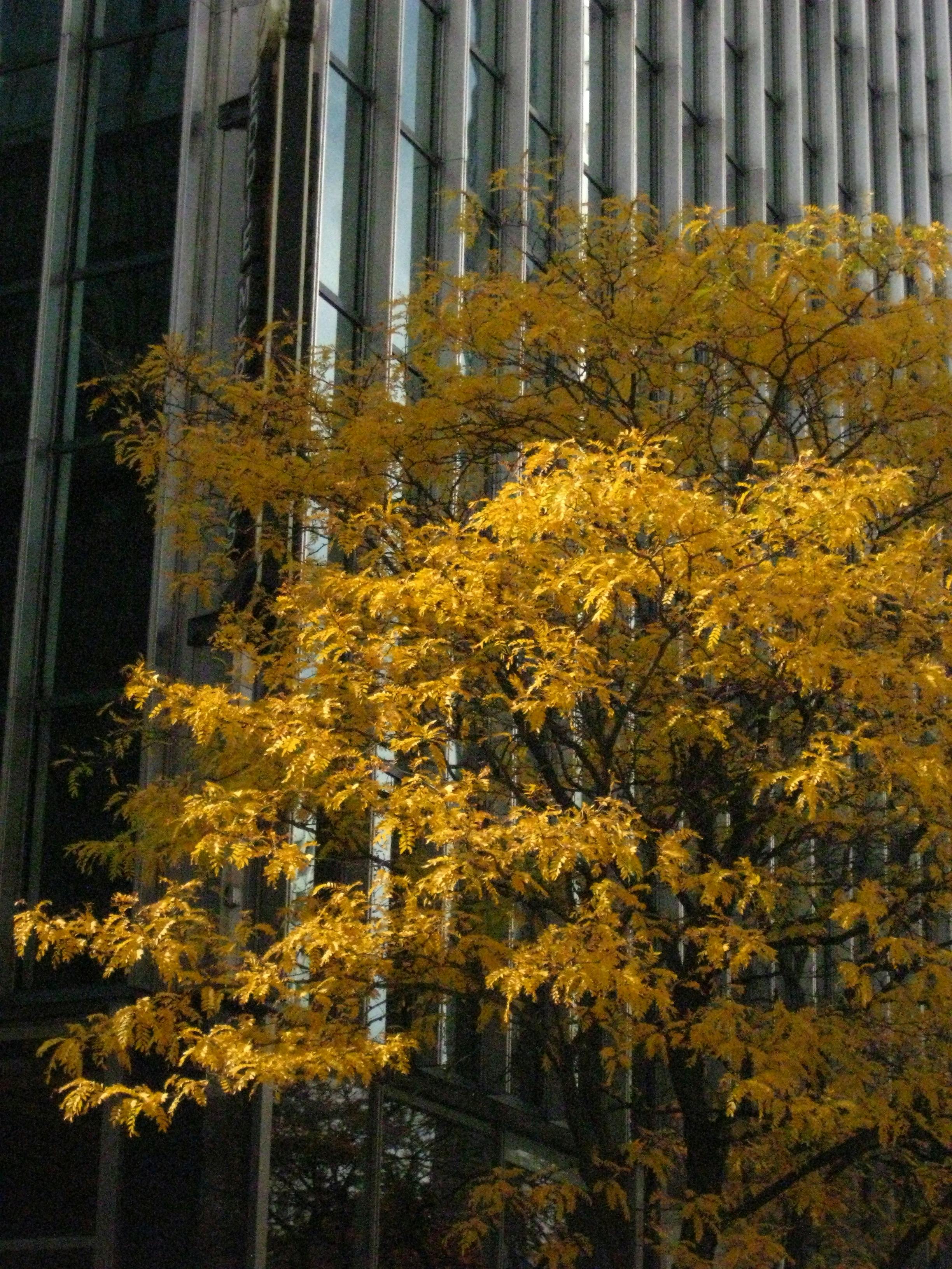 Tree in Golden Autumn Leaves · Free Stock Photo