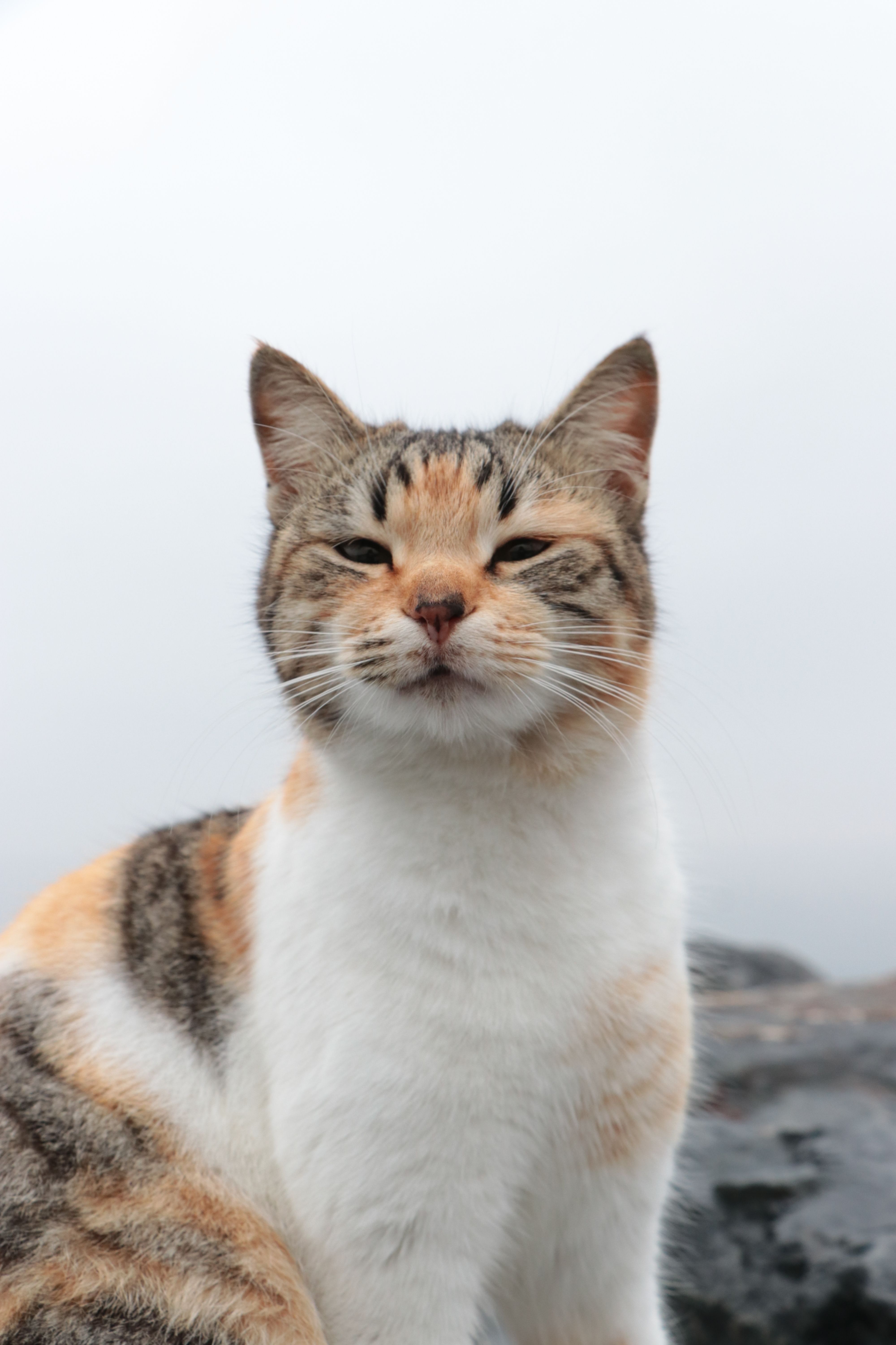 Close-Up Shot of a Cat · Free Stock Photo