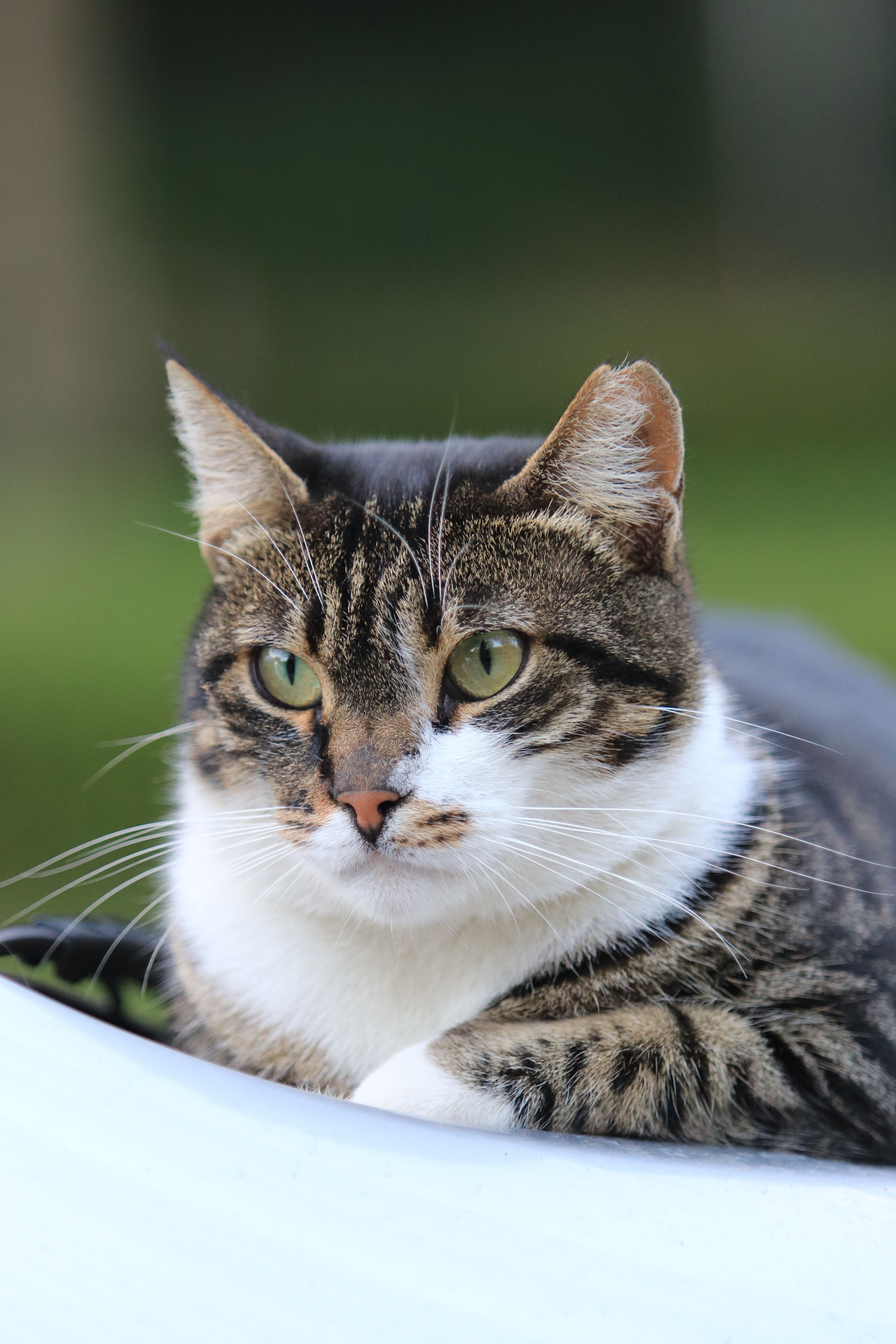 Close-Up Shot of a Cat · Free Stock Photo