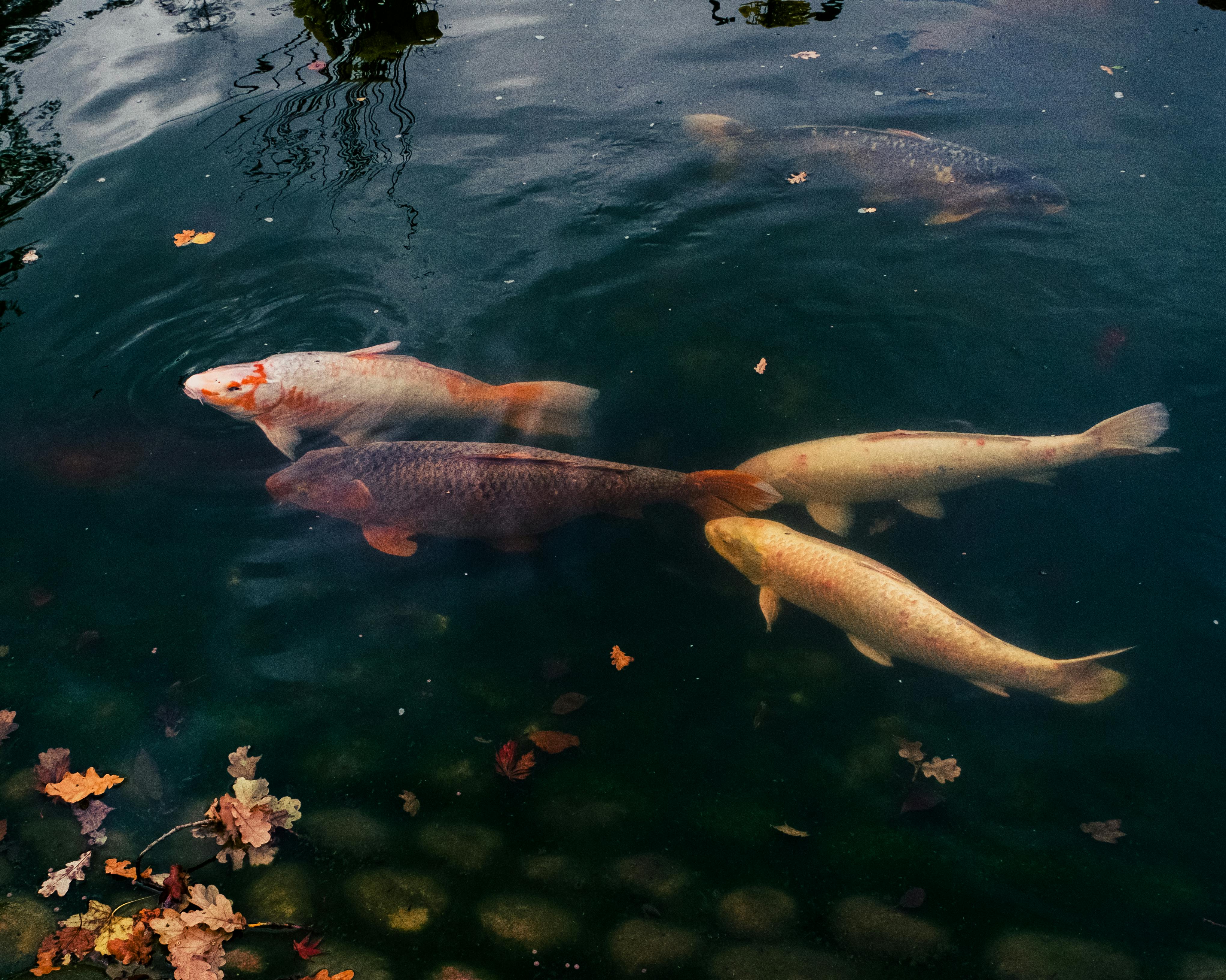 Koi Fish in the Water · Free Stock Photo