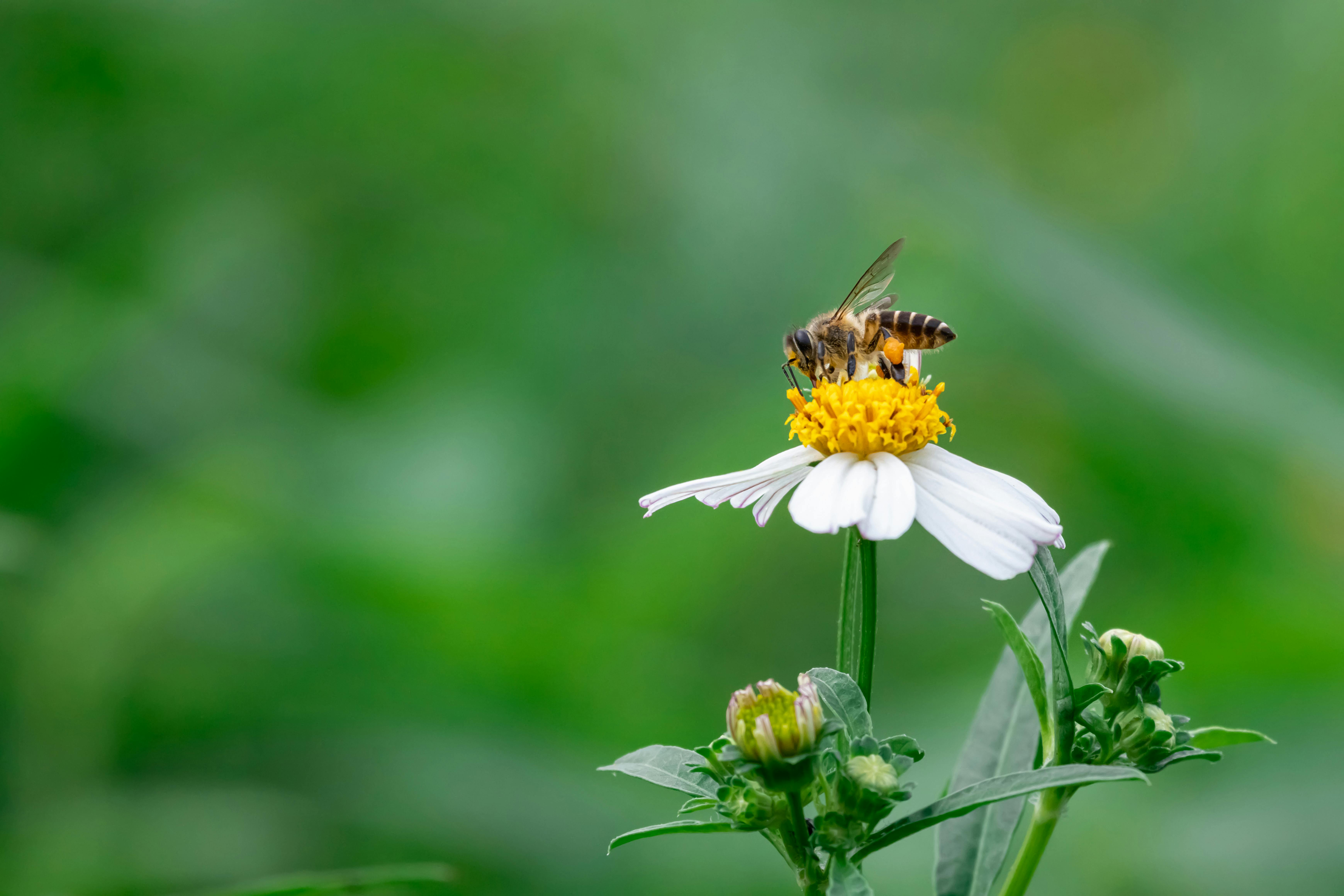 Bee on White Flower · Free Stock Photo