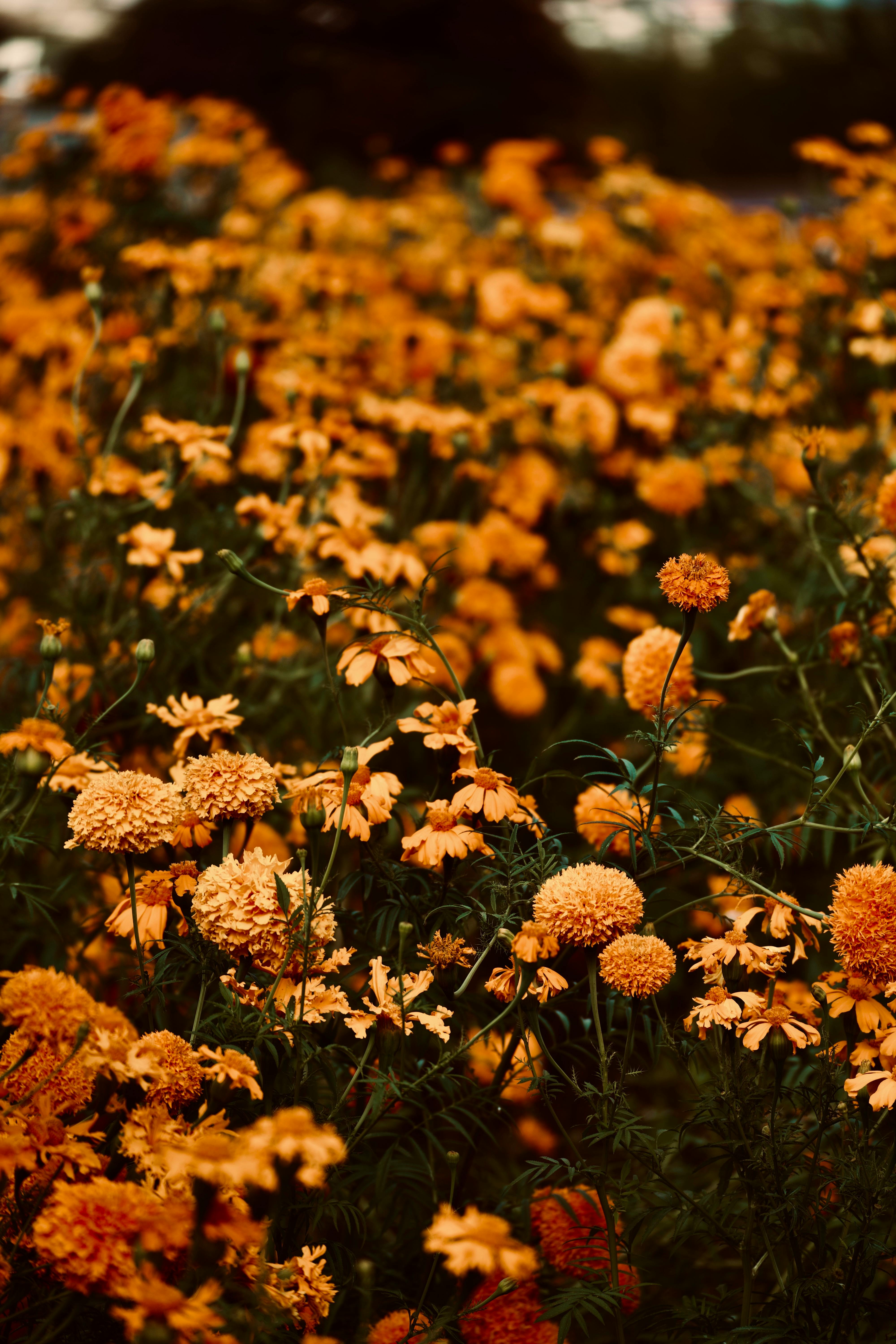Yellow Flower Background Tumblr Flower Background Stock Photo