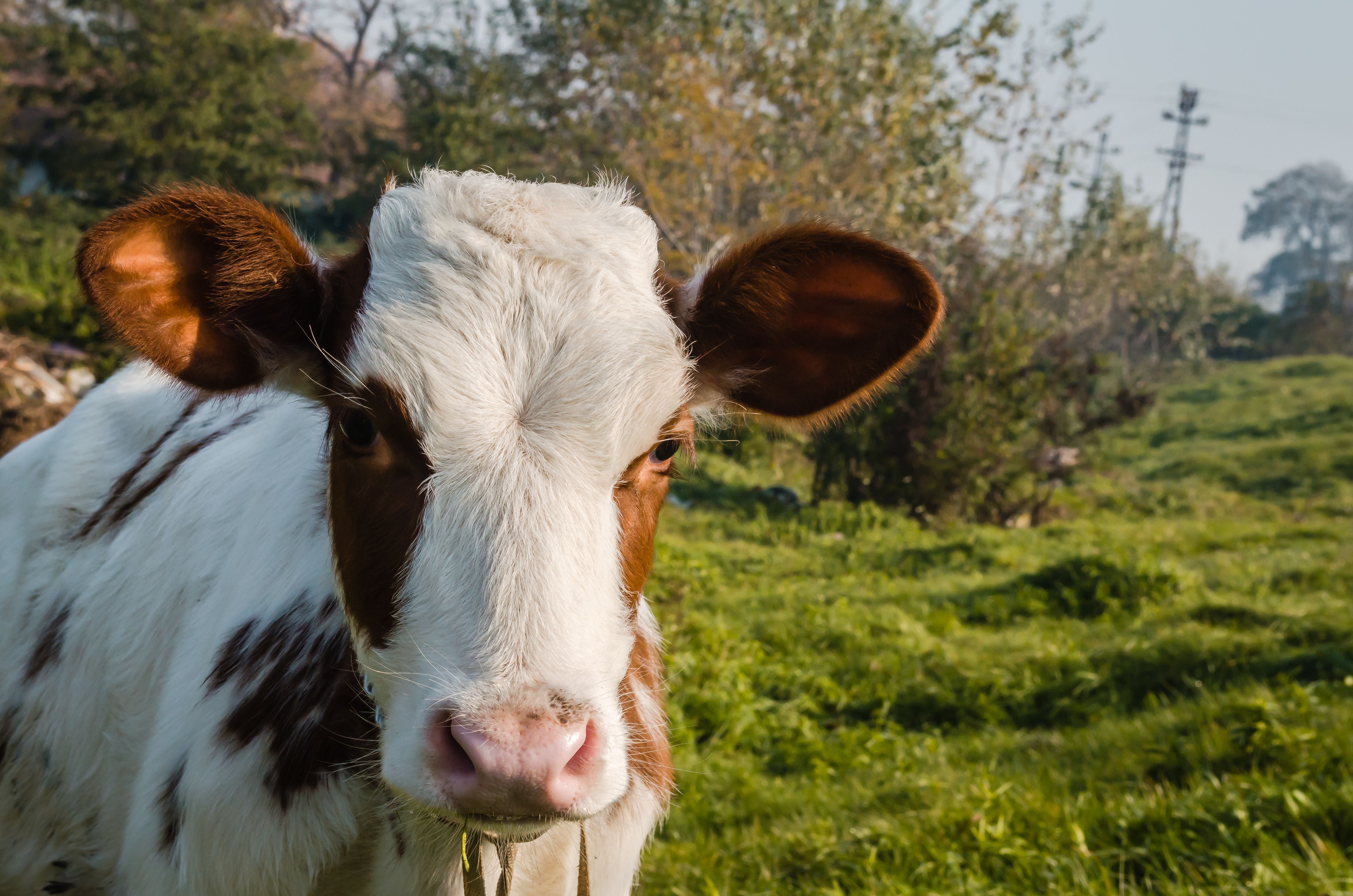 Serbian Farm Photos Download The Best Free Serbian Farm Stock Photos