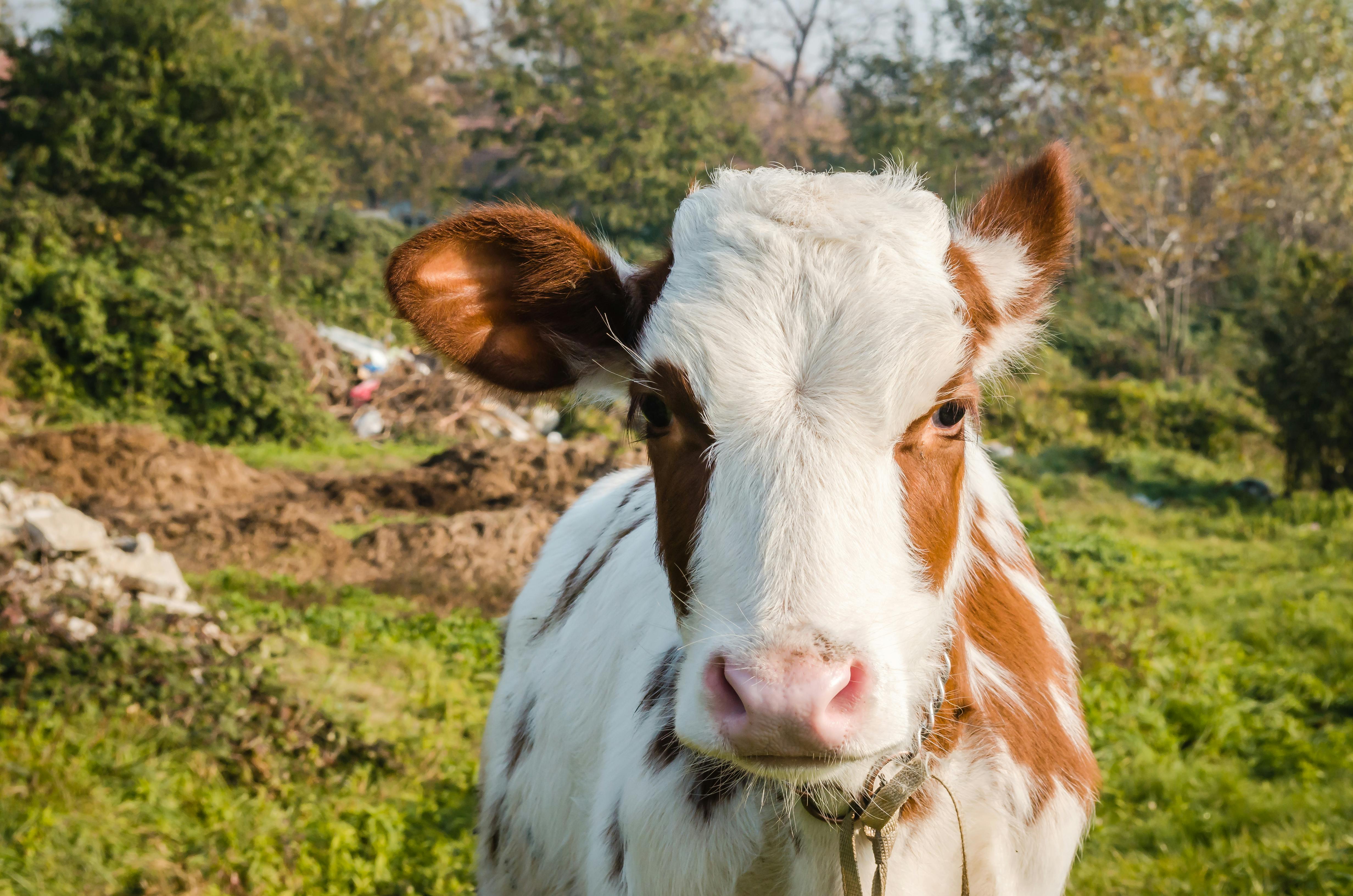 A Close-Up Photo of a Calf Standing on Grassland · Free Stock Photo