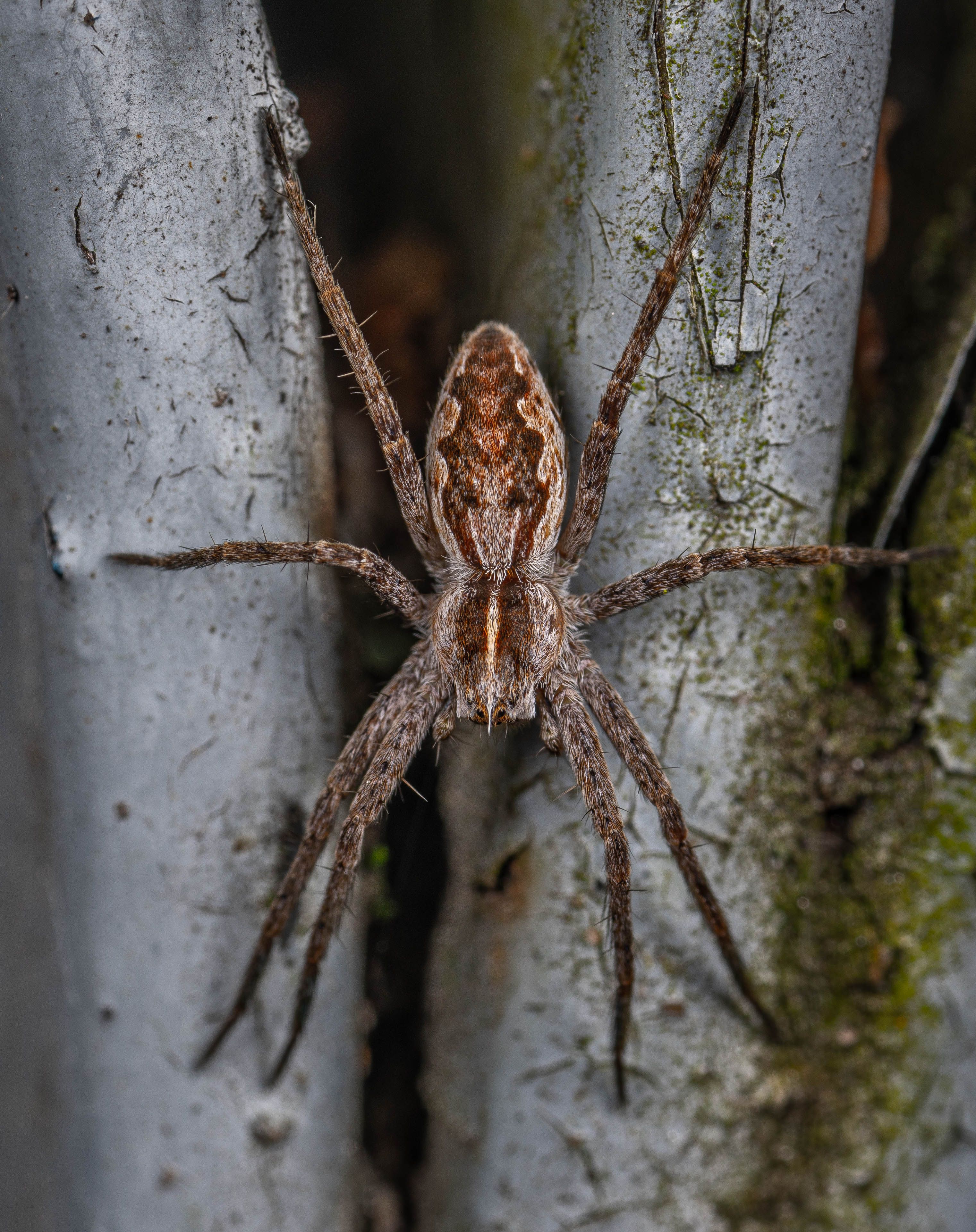 Foto de stock gratuita sobre animal, arácnido, araña, artrópodo, de ...