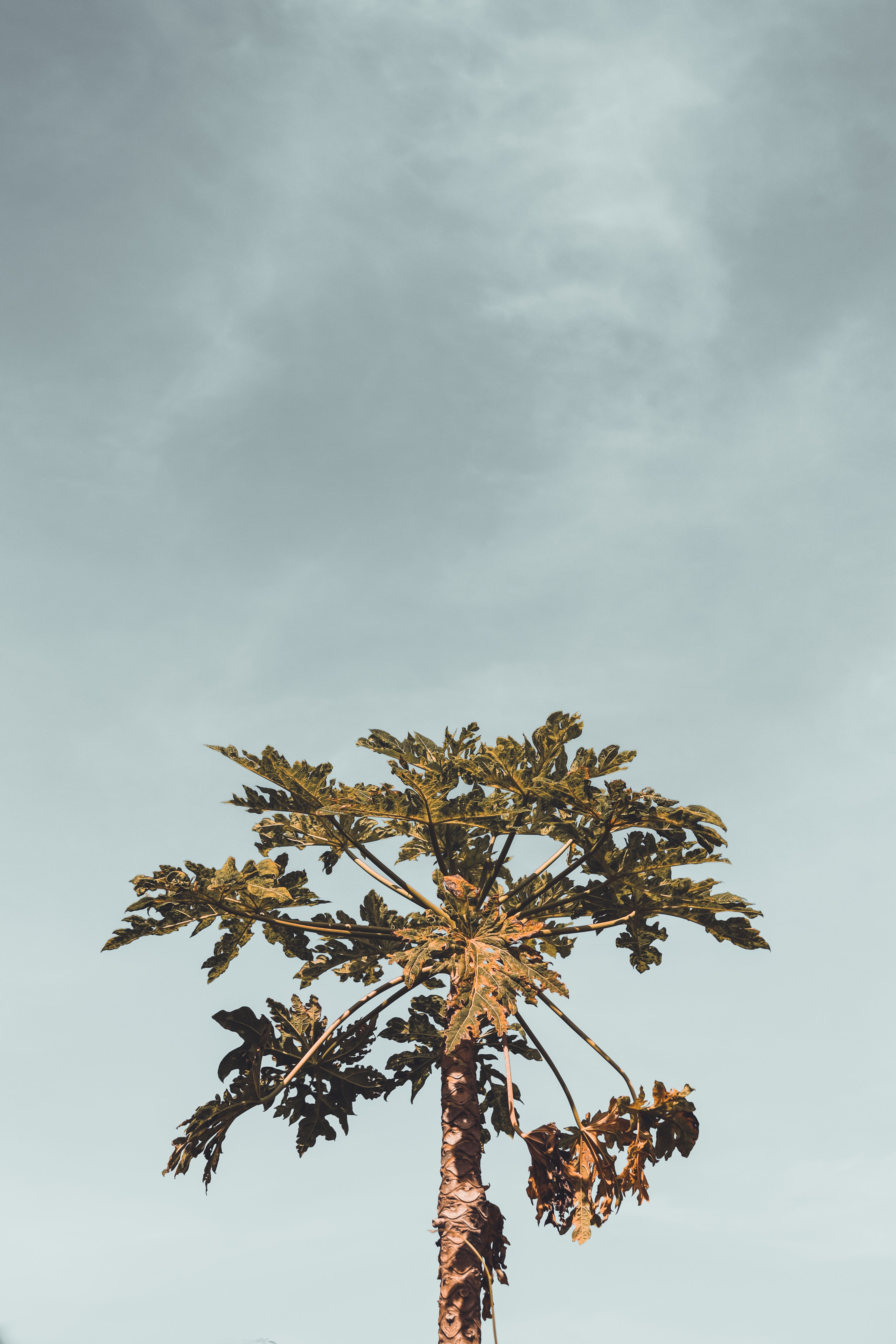 Green Tree Under Gray Sky · Free Stock Photo