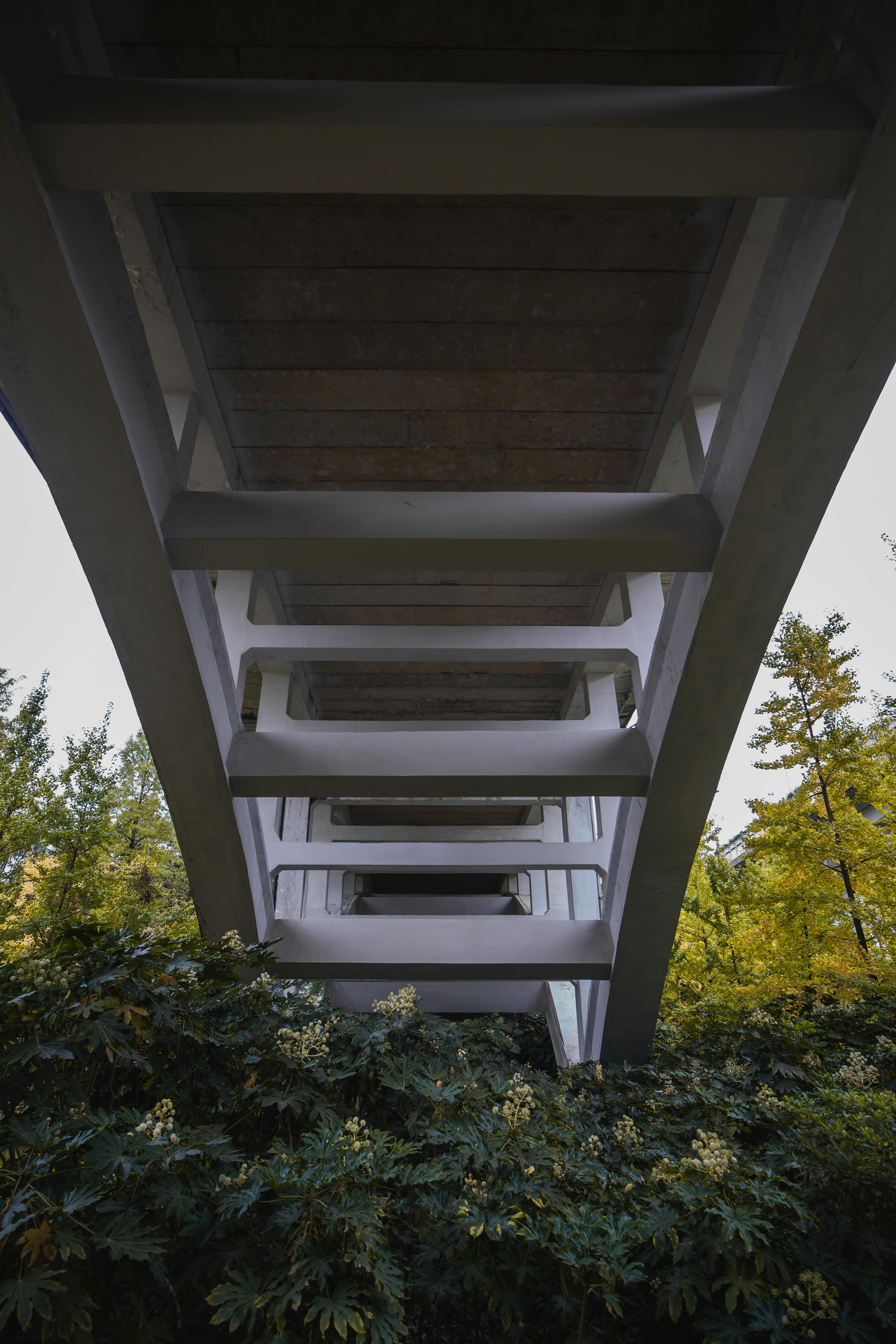 Bridge over Trees in Forest · Free Stock Photo
