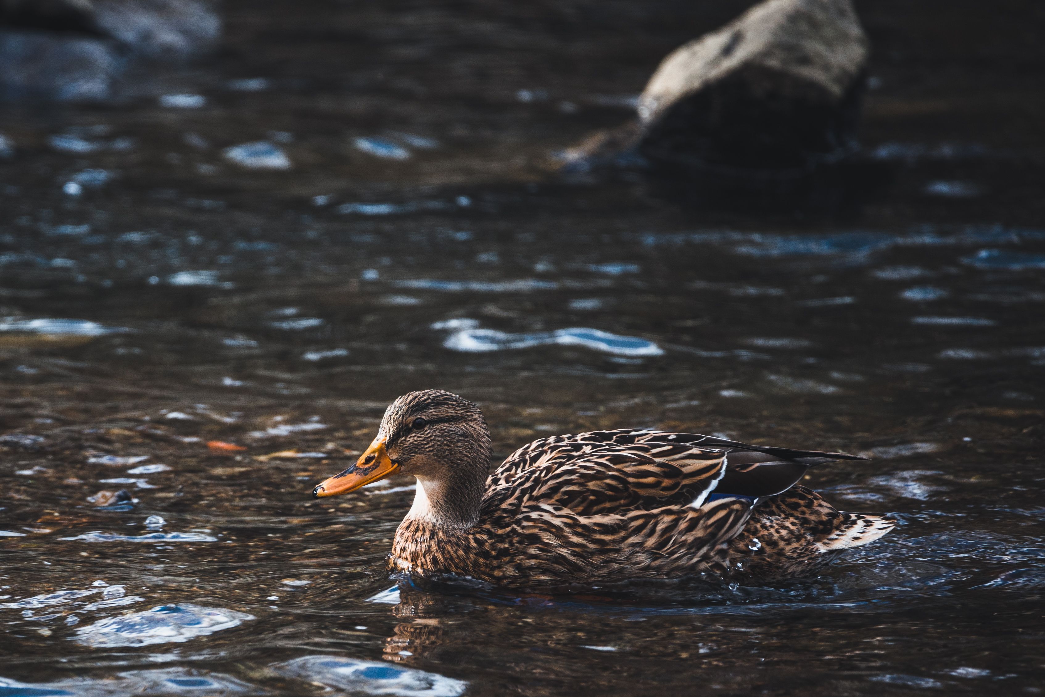 A Duck on the Water · Free Stock Photo