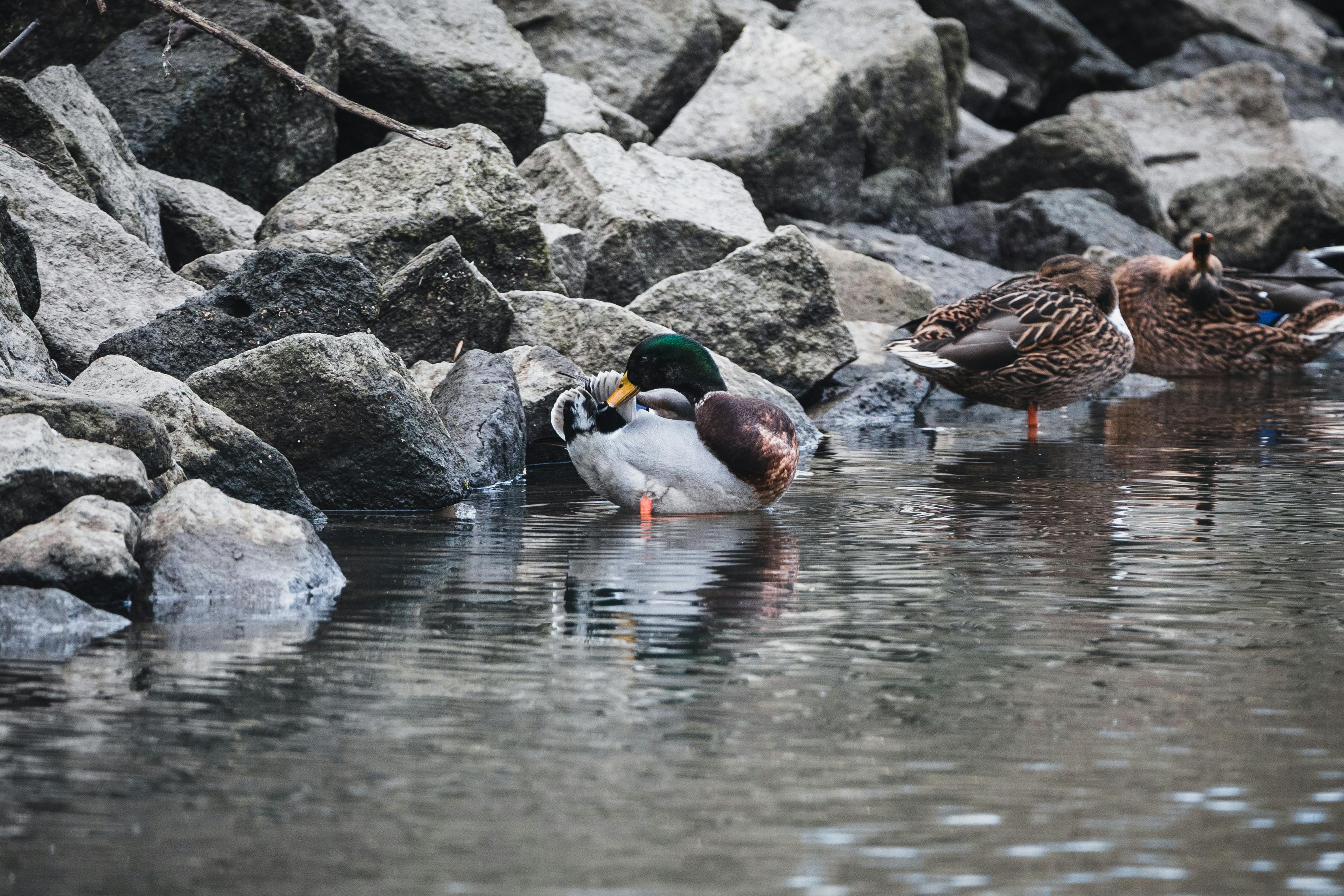 Wild Ducks Preening by a Riverside · Free Stock Photo