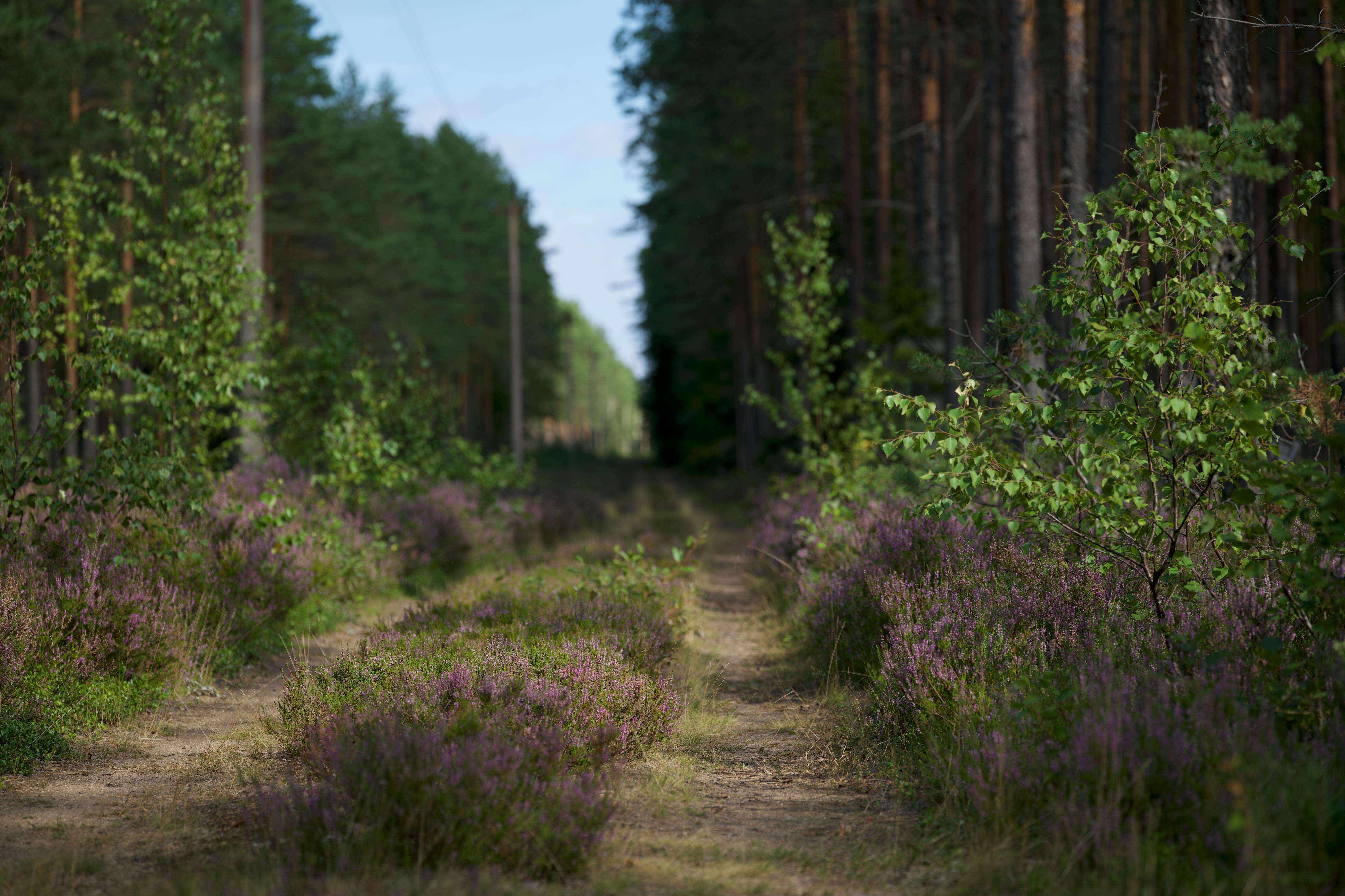 Forest With Flowers Photos, Download The BEST Free Forest With Flowers ...