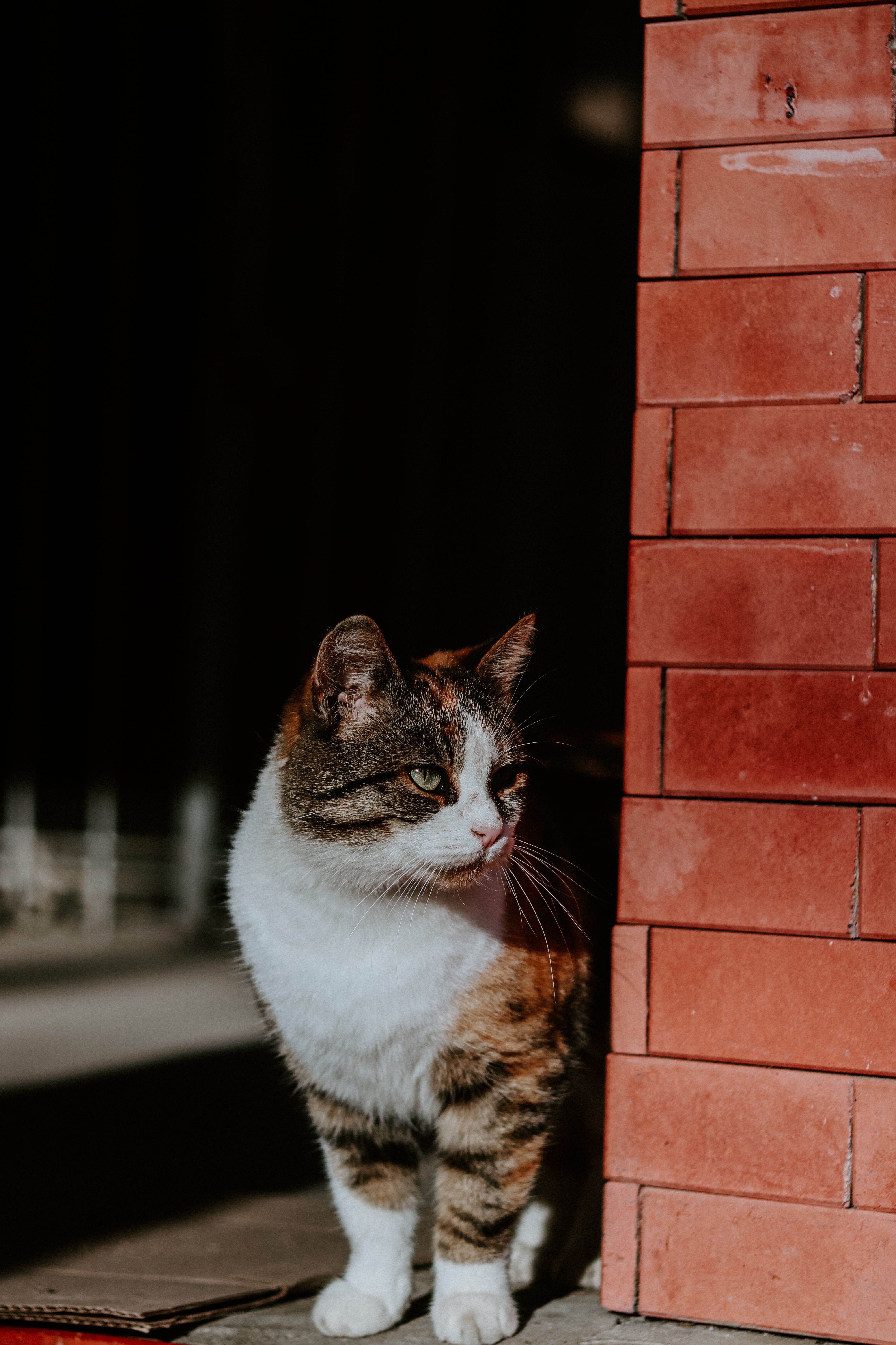 Close-Up of a Cat · Free Stock Photo