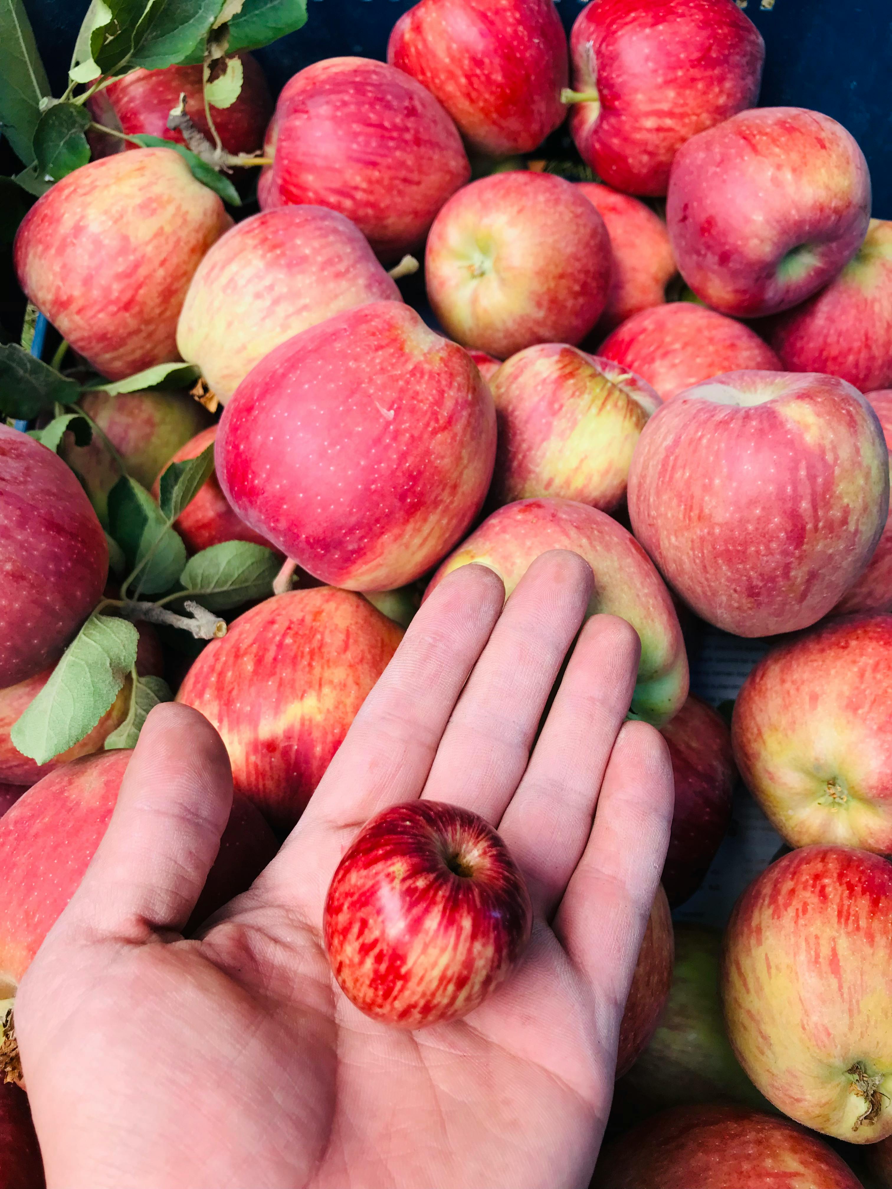Person Holding a Tiny Apple · Free Stock Photo