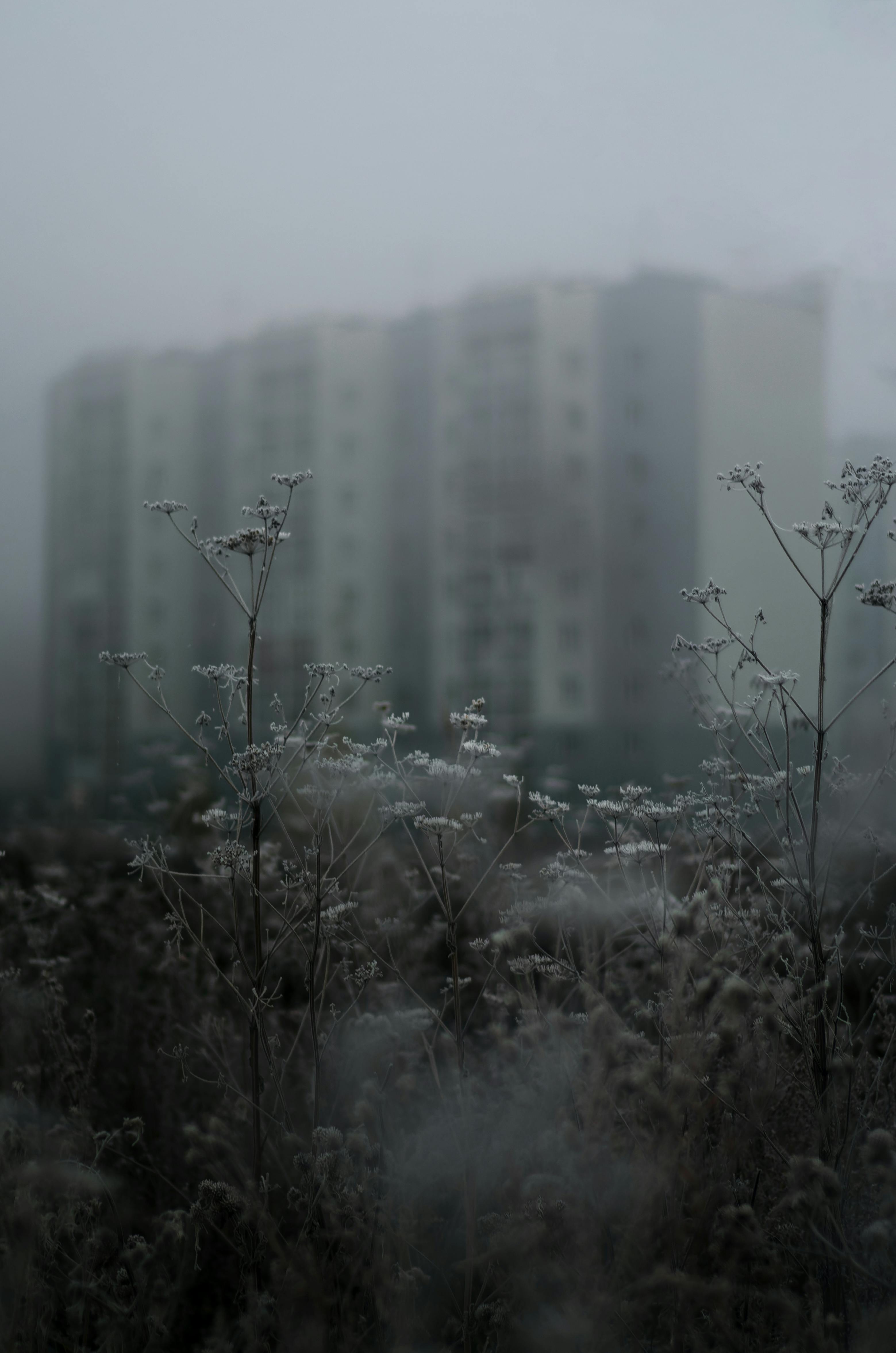 Grayscale Photo of Plants · Free Stock Photo
