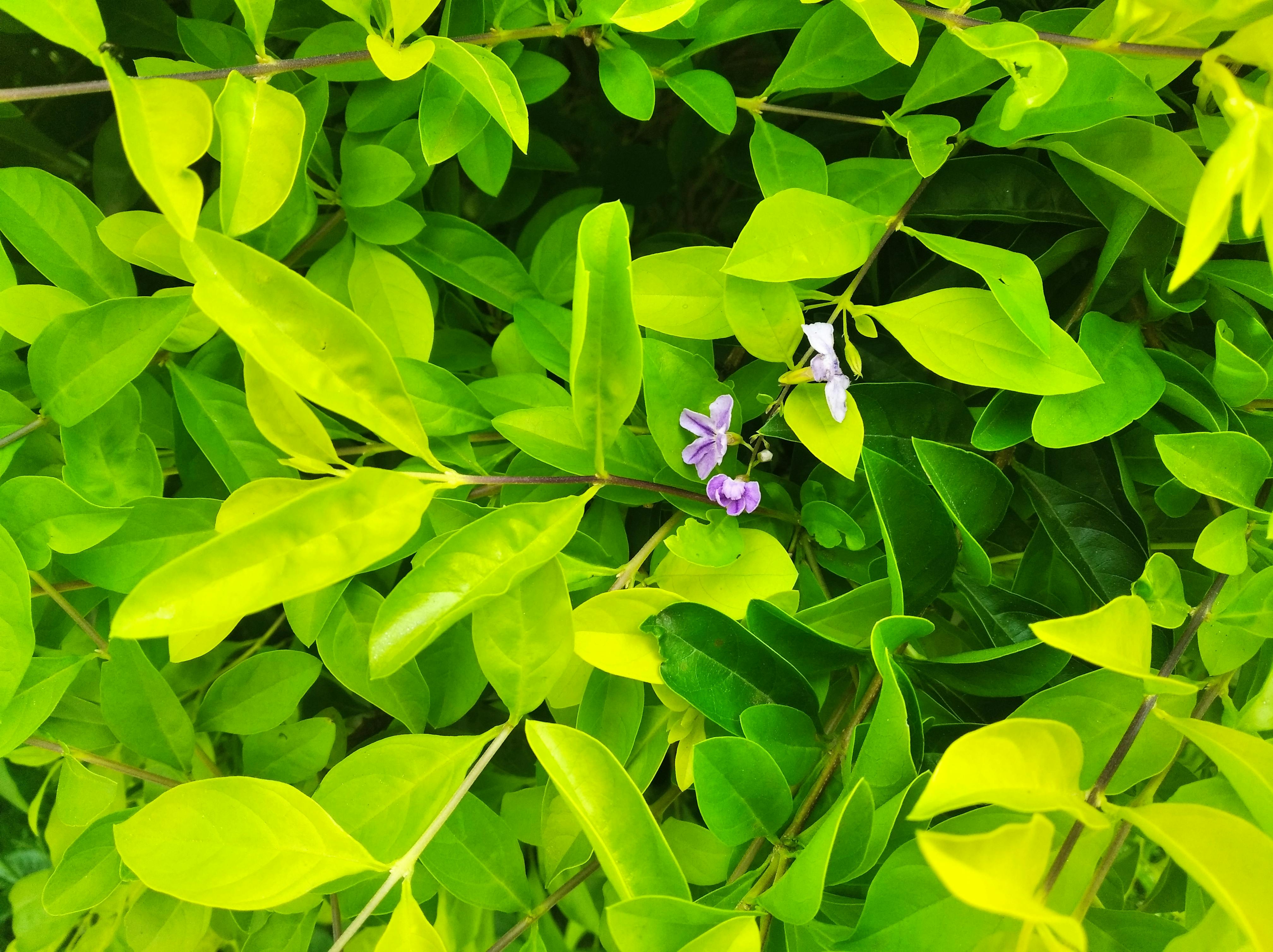 Andres Rivas - 写真