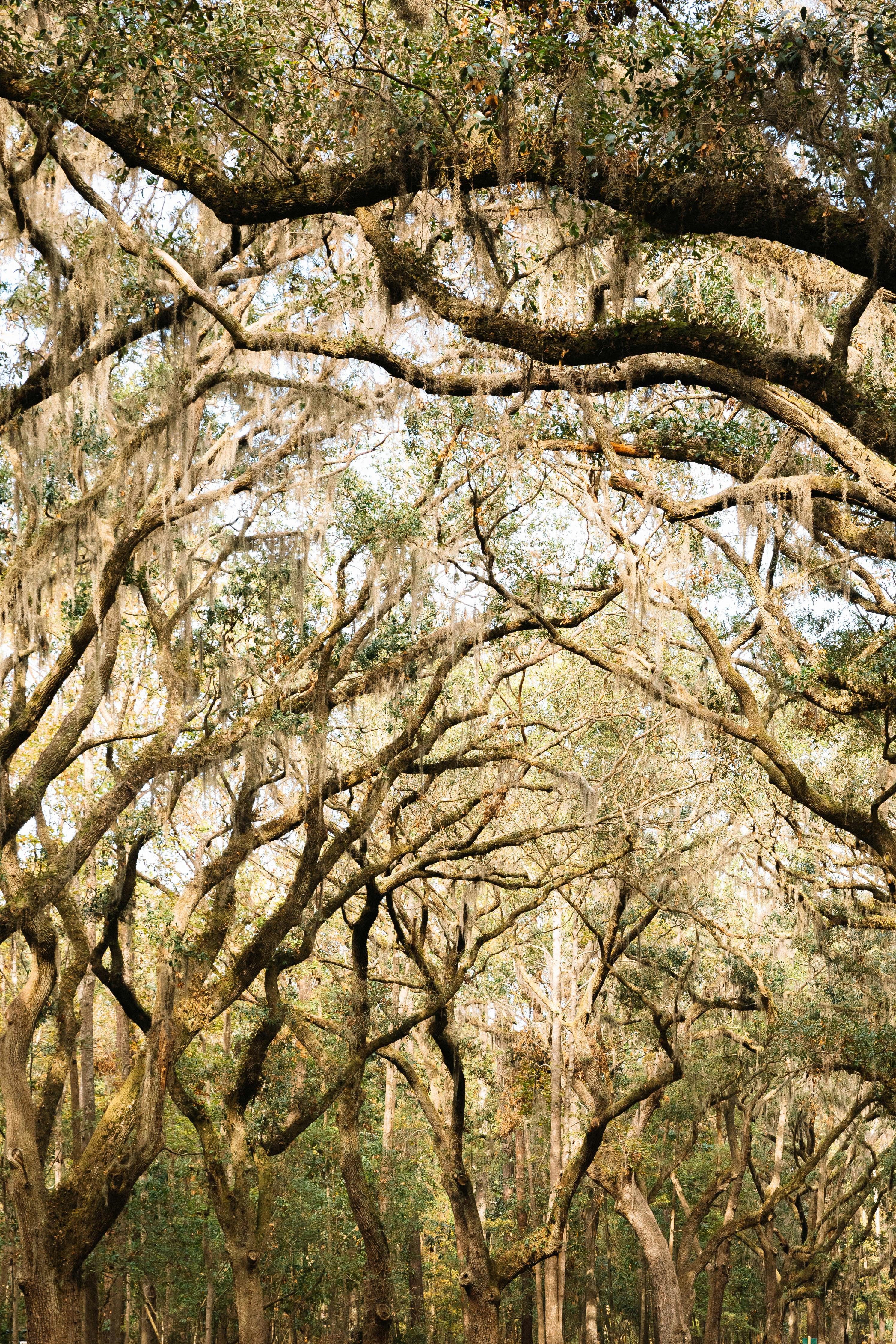 Low angle Photography of Tree Branches · Free Stock Photo
