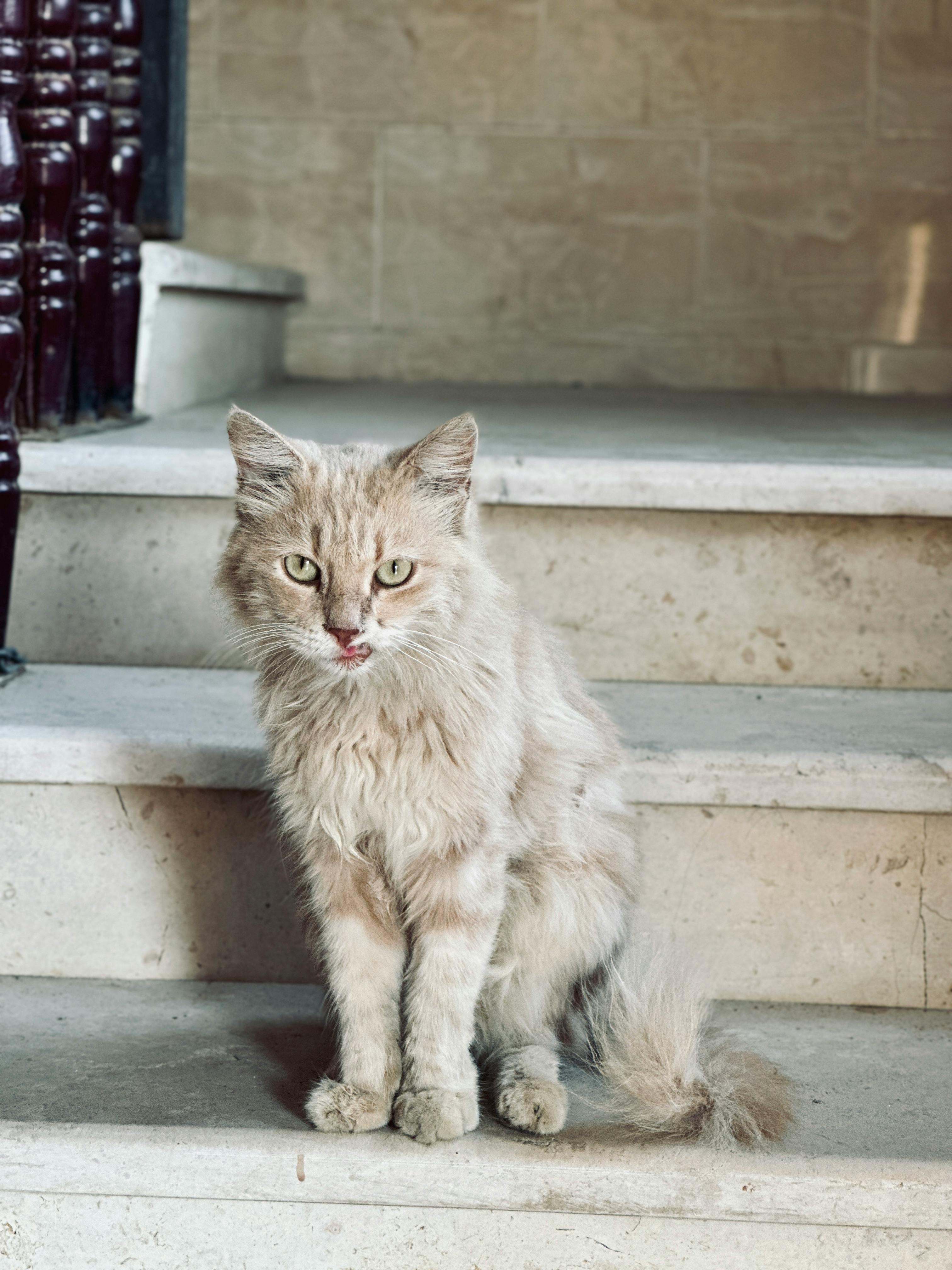 A Cat Sitting on the Marble Surface Stairs · Free Stock Photo