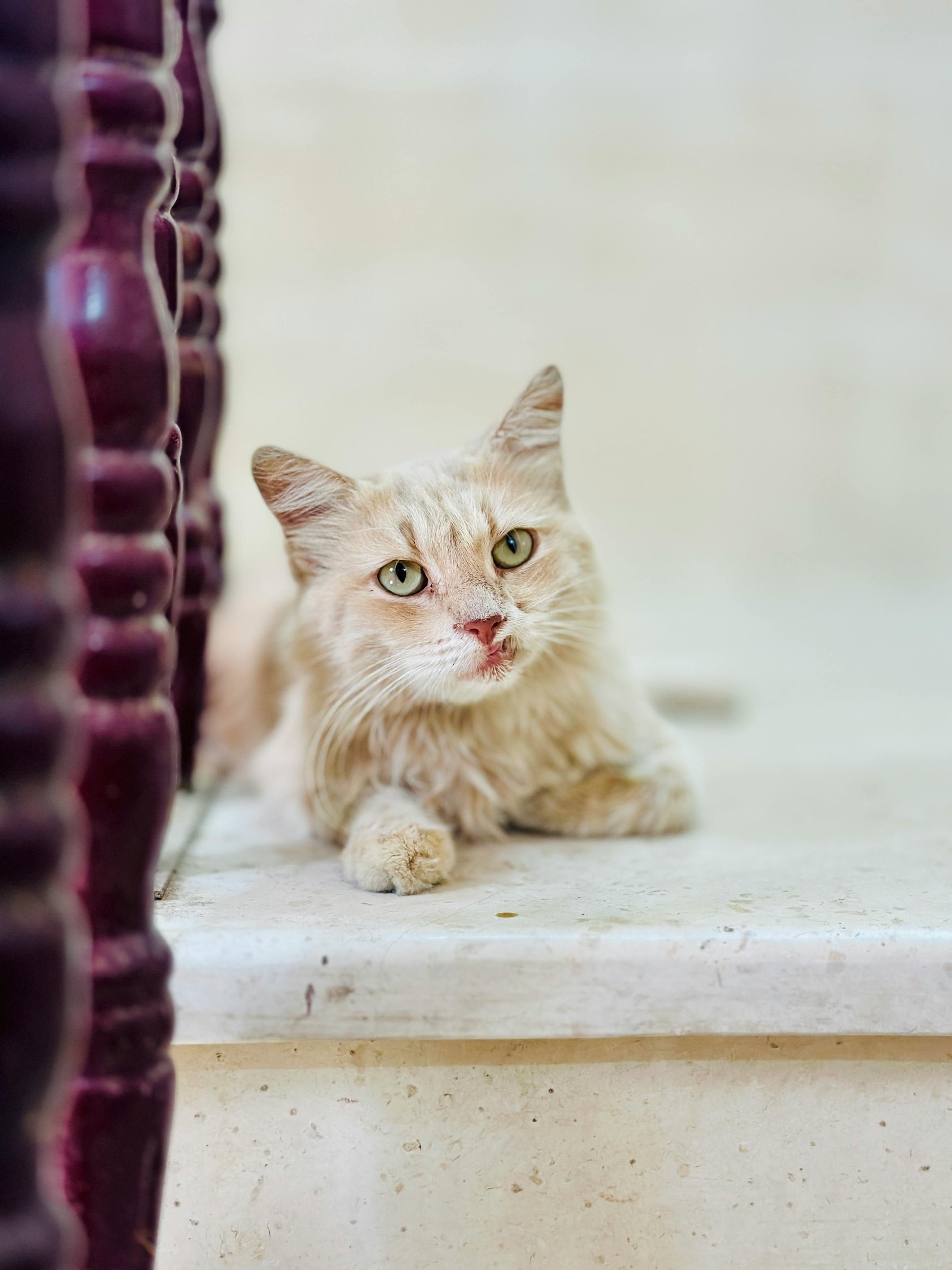 Cat Smirk Cat Photos, Download Free Cat Smirk Cat Stock Photos & HD Images