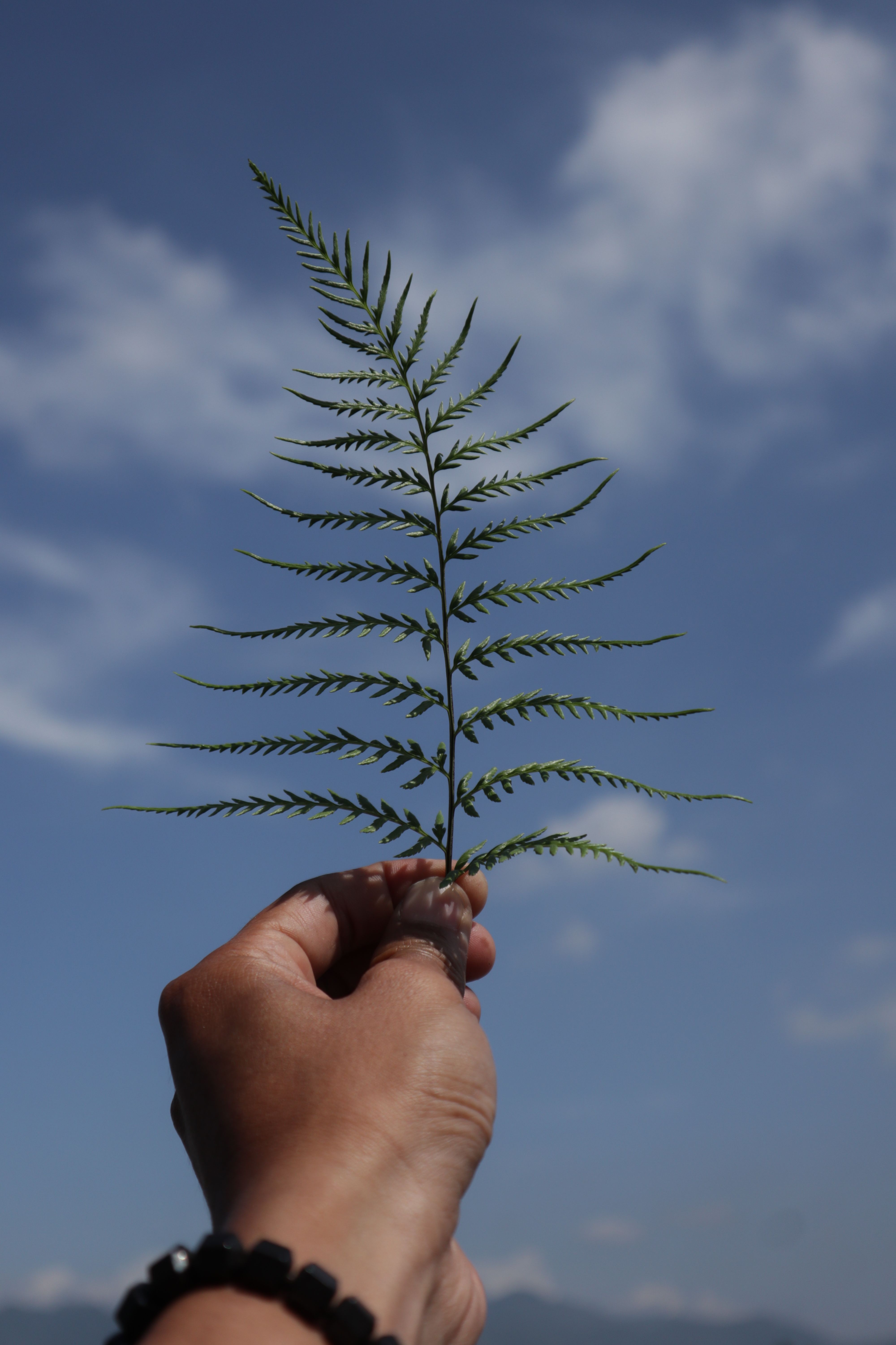 Person Holding a Fern Leaf · Free Stock Photo