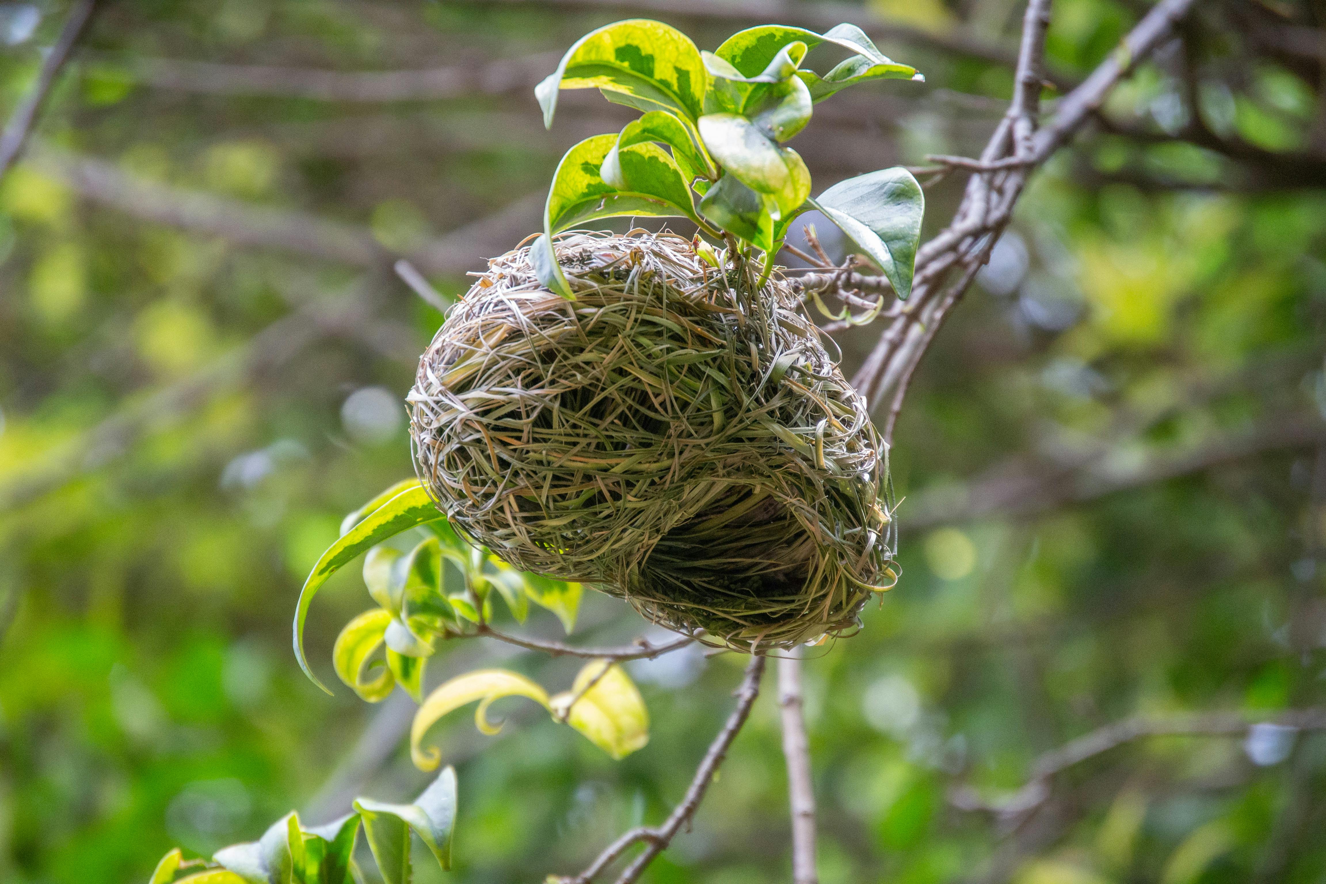 Brown Bird Nest Hanging on a Tree Branch · Free Stock Photo