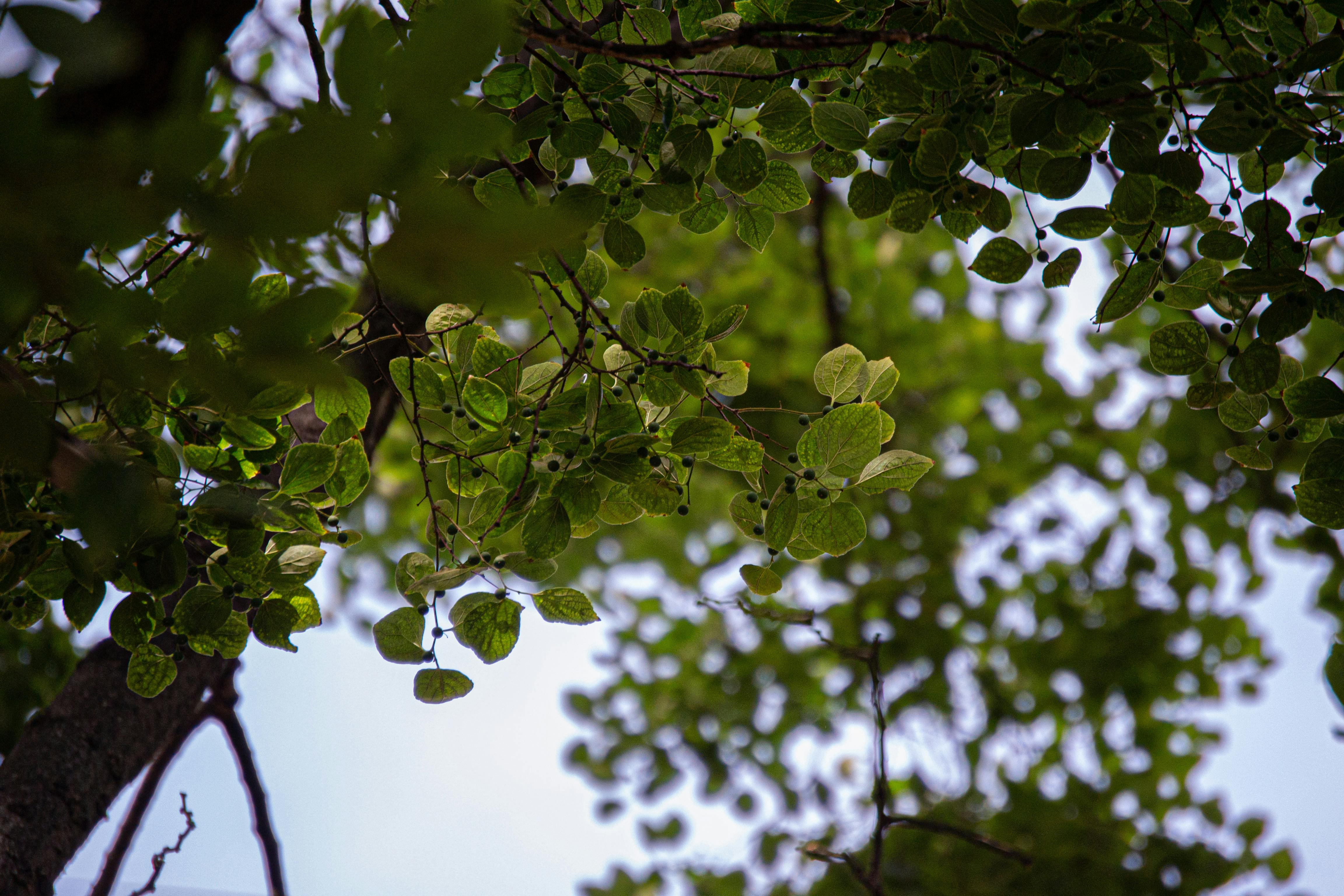 Low-Angle Shot of Tree Leaves · Free Stock Photo