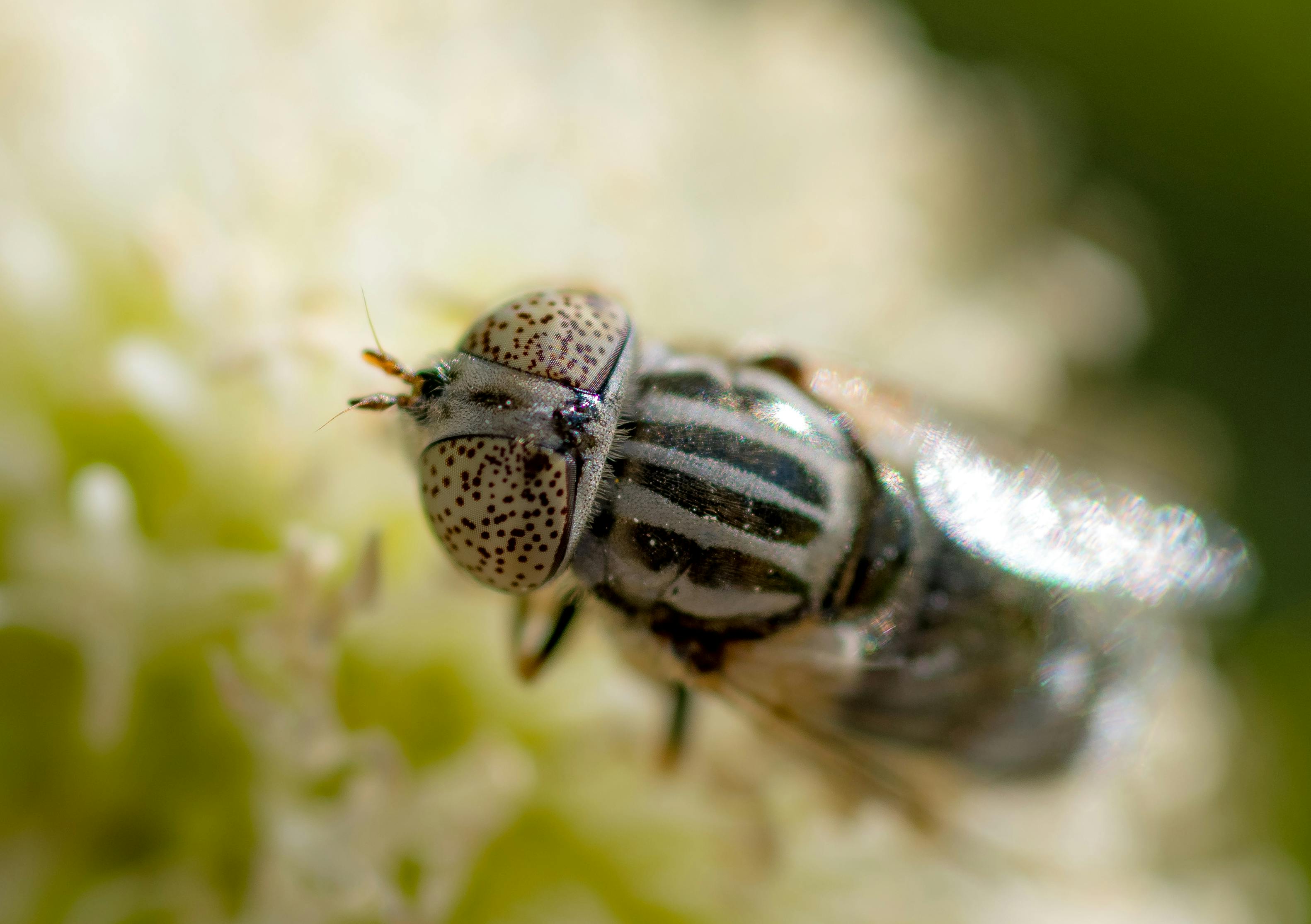 Close-up Photo Of Fly · Free Stock Photo