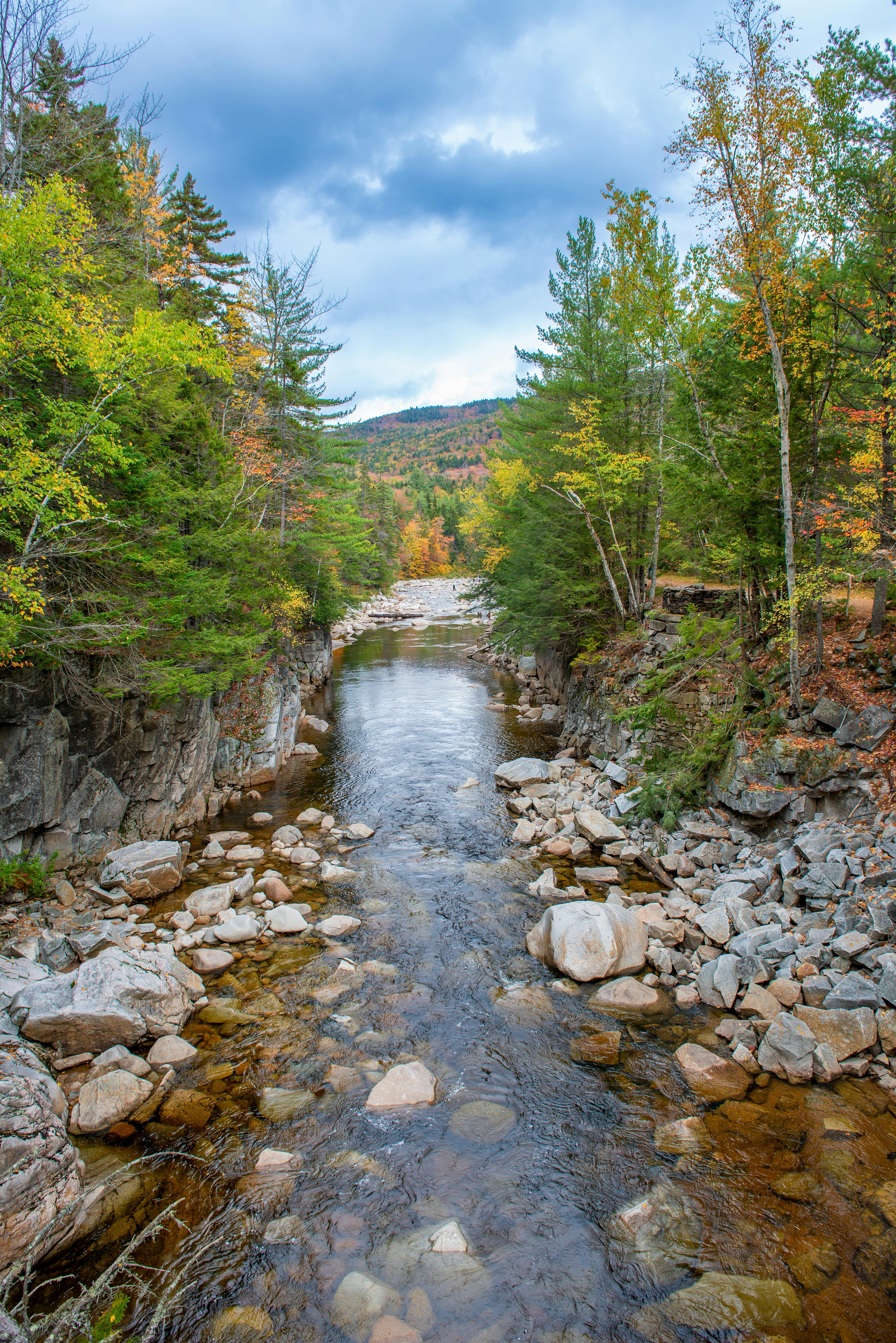 Stream in Forest in Autumn · Free Stock Photo