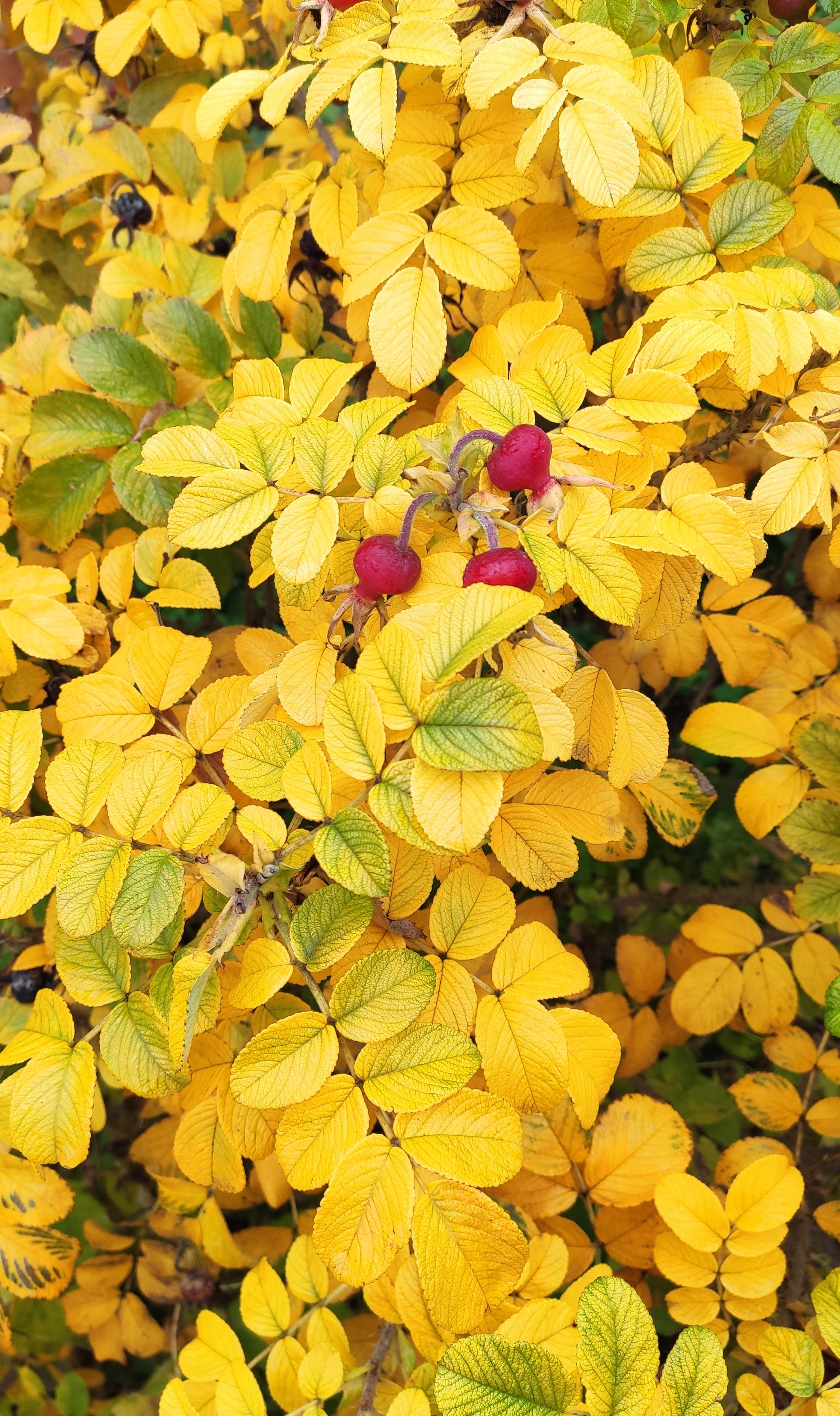Close-up of a Shrub with Yellow Leaves in Autumn · Free Stock Photo