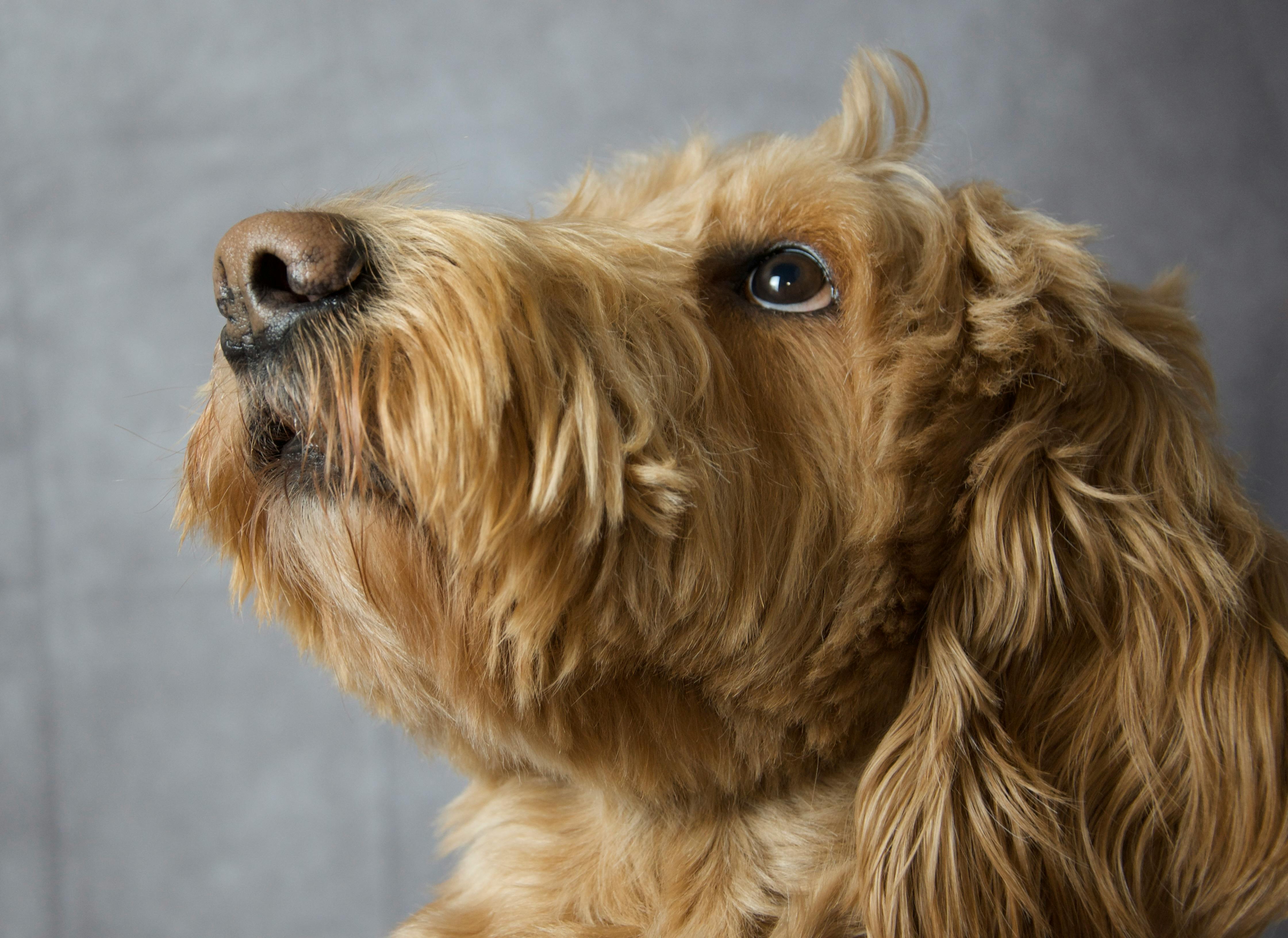 Annalise Healy - Photography