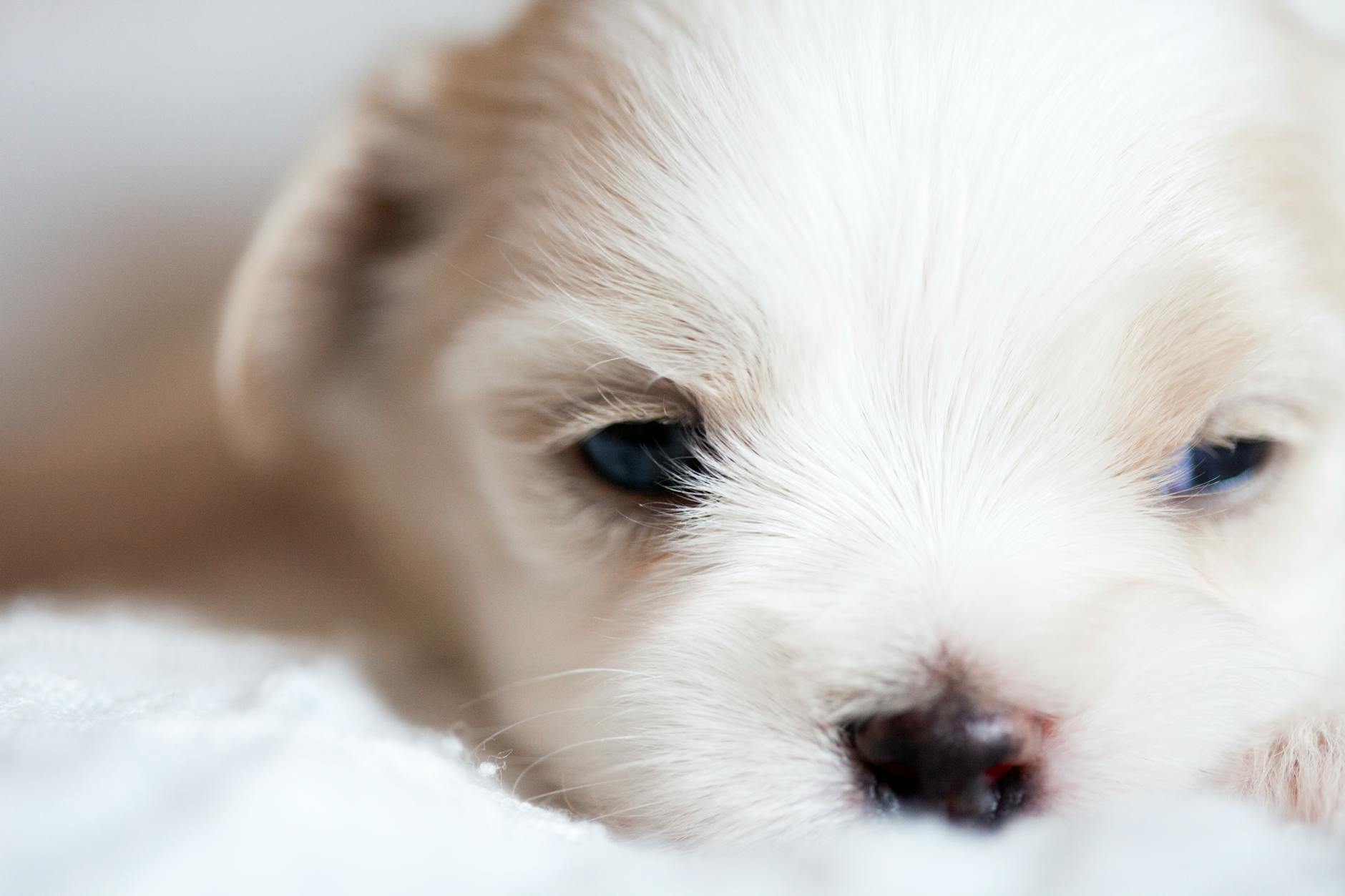 Free Stock Photo Of Baby Dog Father And Daughter Love free-stock-photo-of-baby-dog-father-and-daughter-love