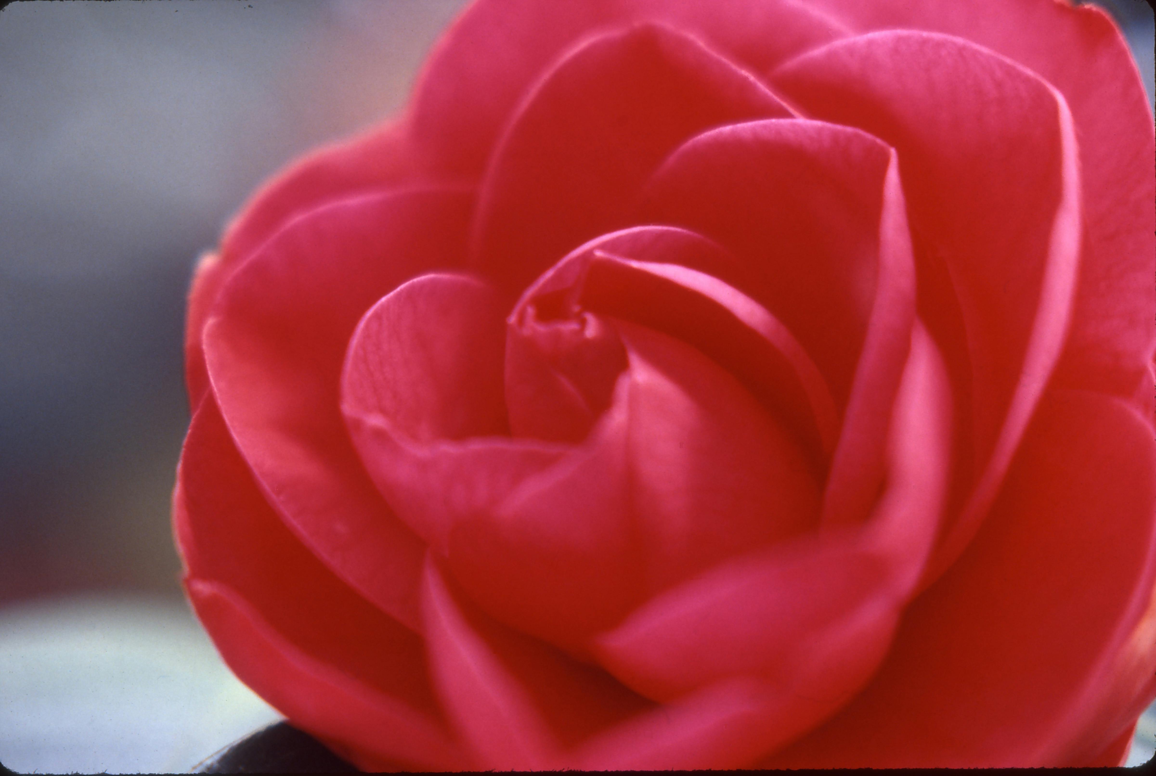 Person Holding Red Rose · Free Stock Photo