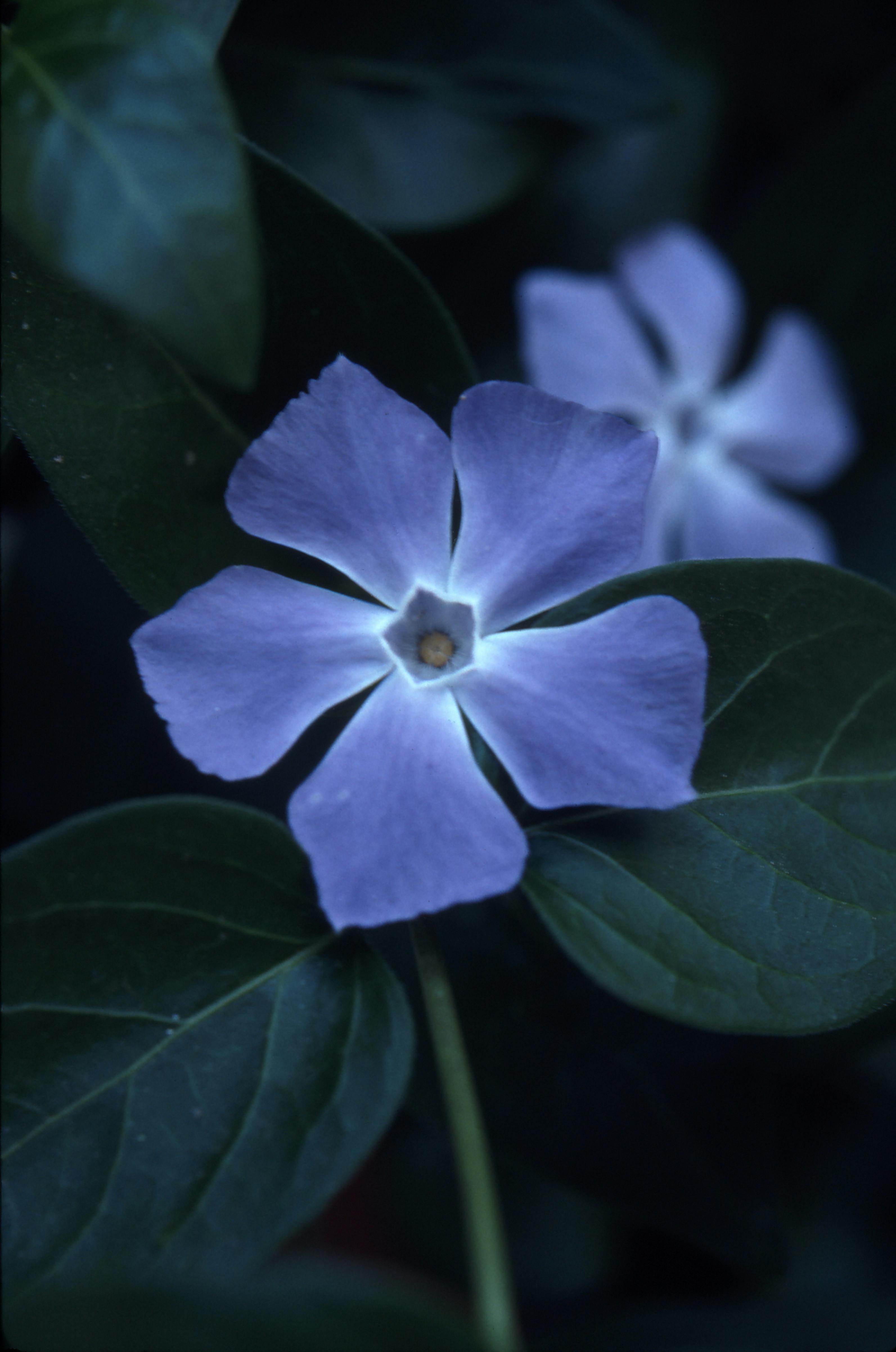 Close Up Shot of a Madagascar Periwinkle Flower · Free Stock Photo