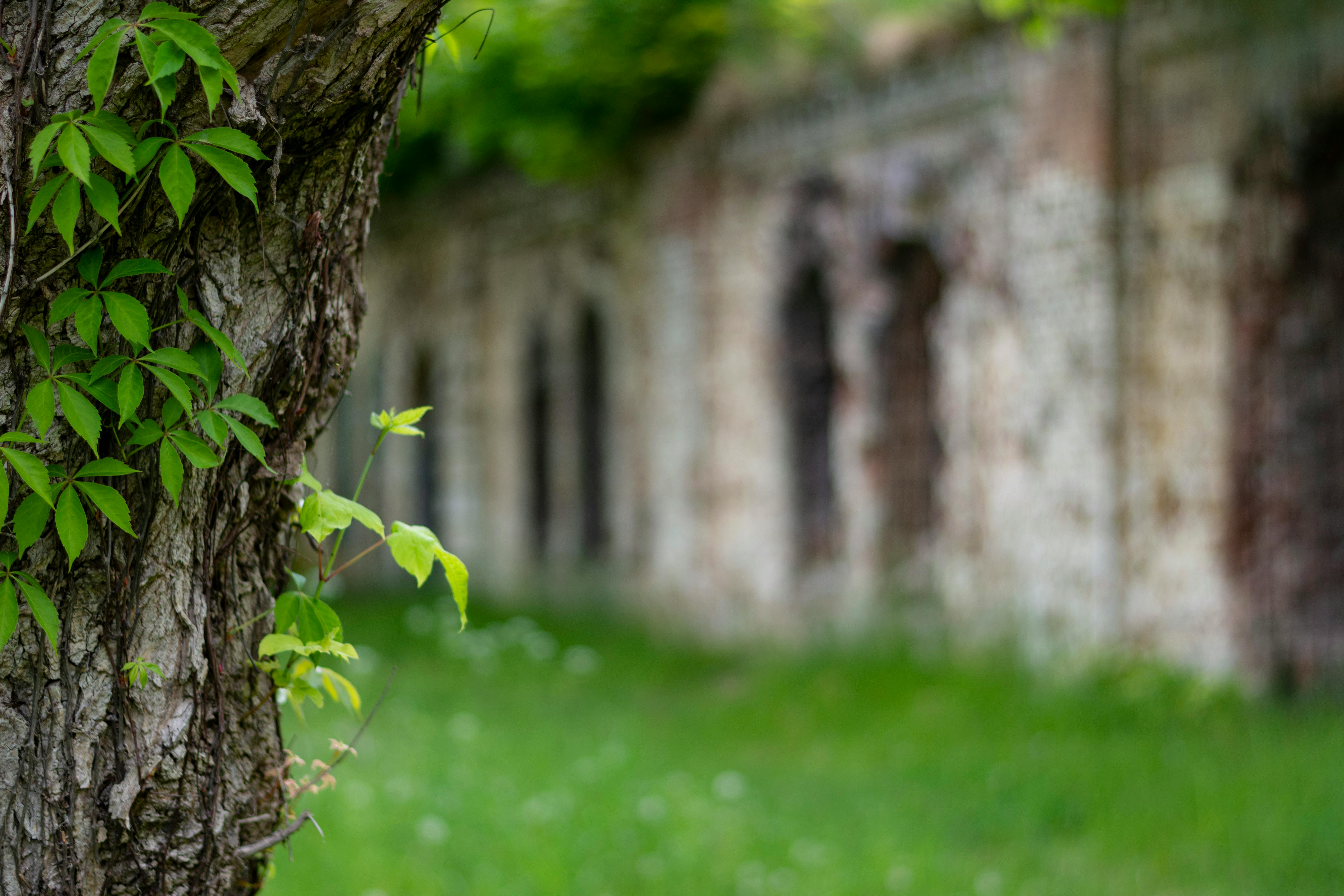 Tree Trunk with Green Leaves · Free Stock Photo