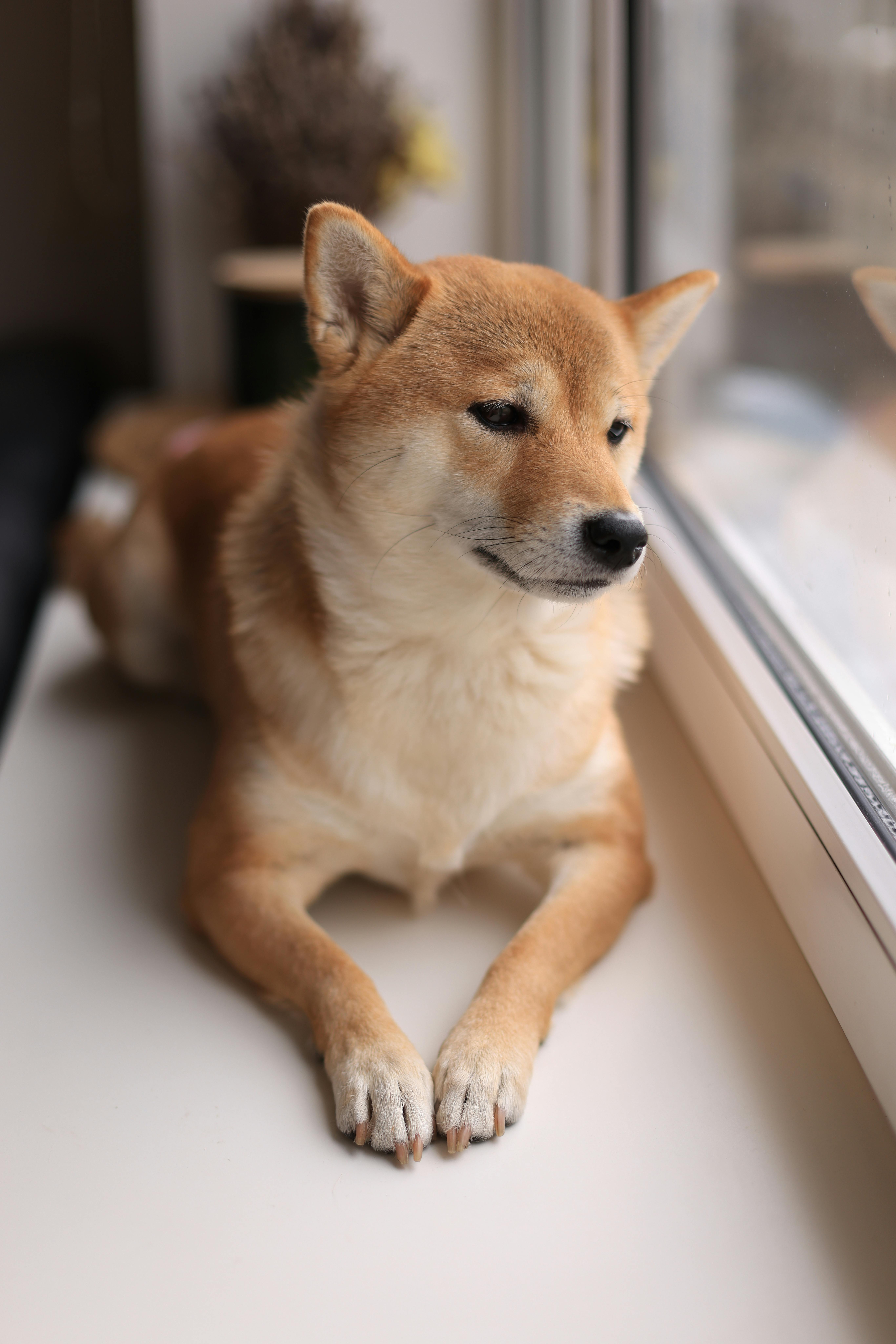 A Shiba Inu by the Window · Free Stock Photo