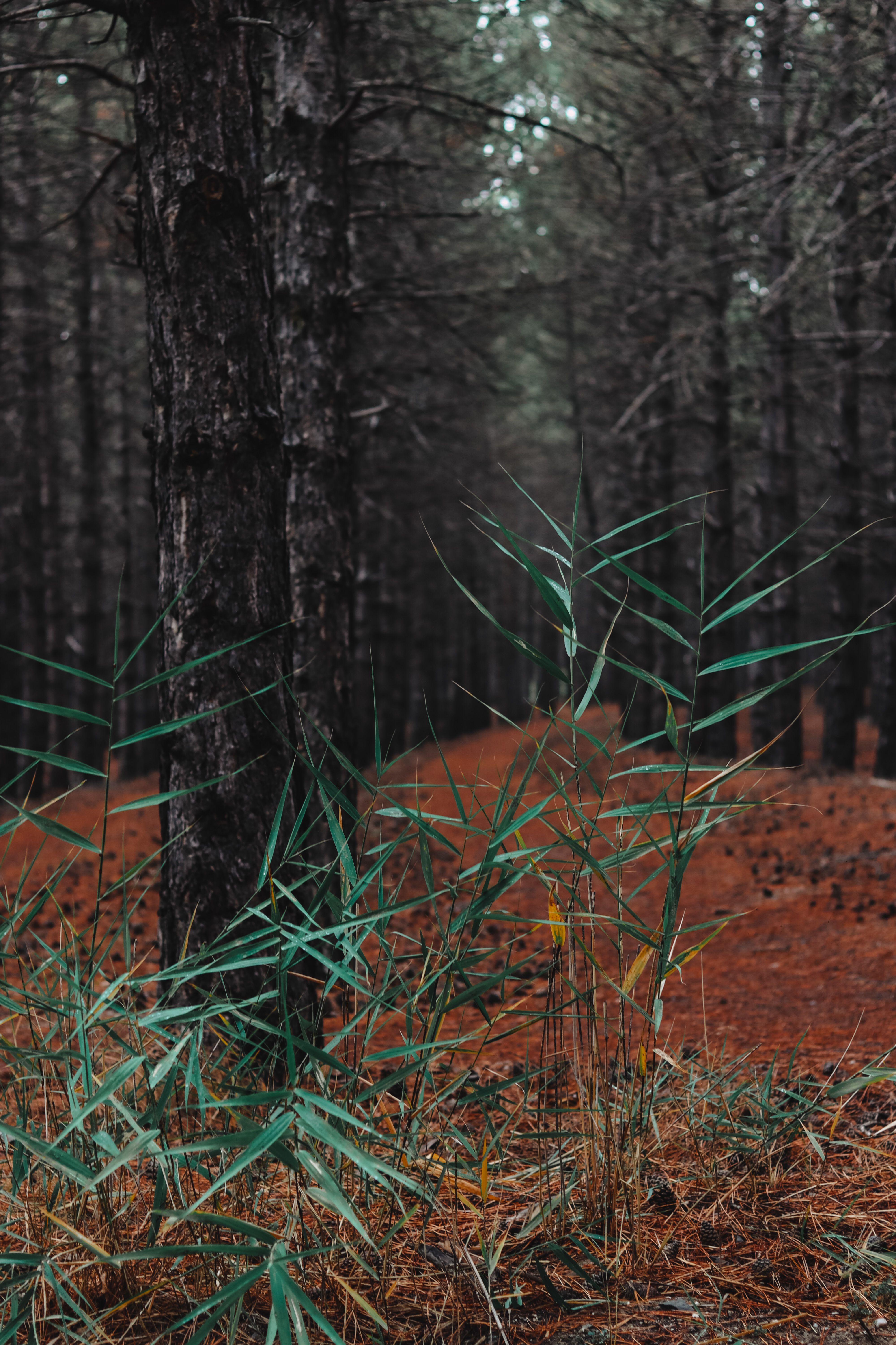 Tall Trees in a Forest · Free Stock Photo