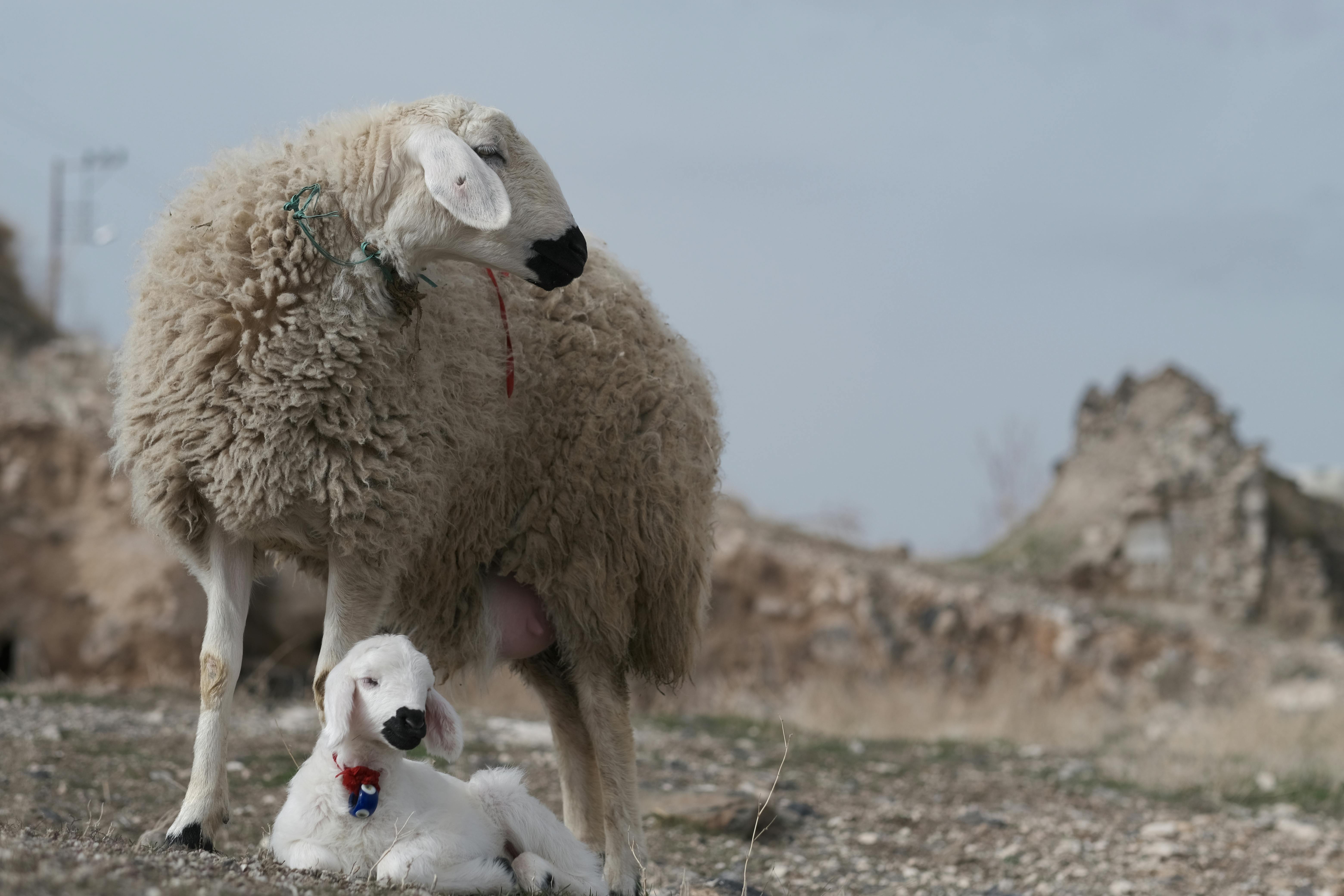 Curly-haired White Lamb · Free Stock Photo