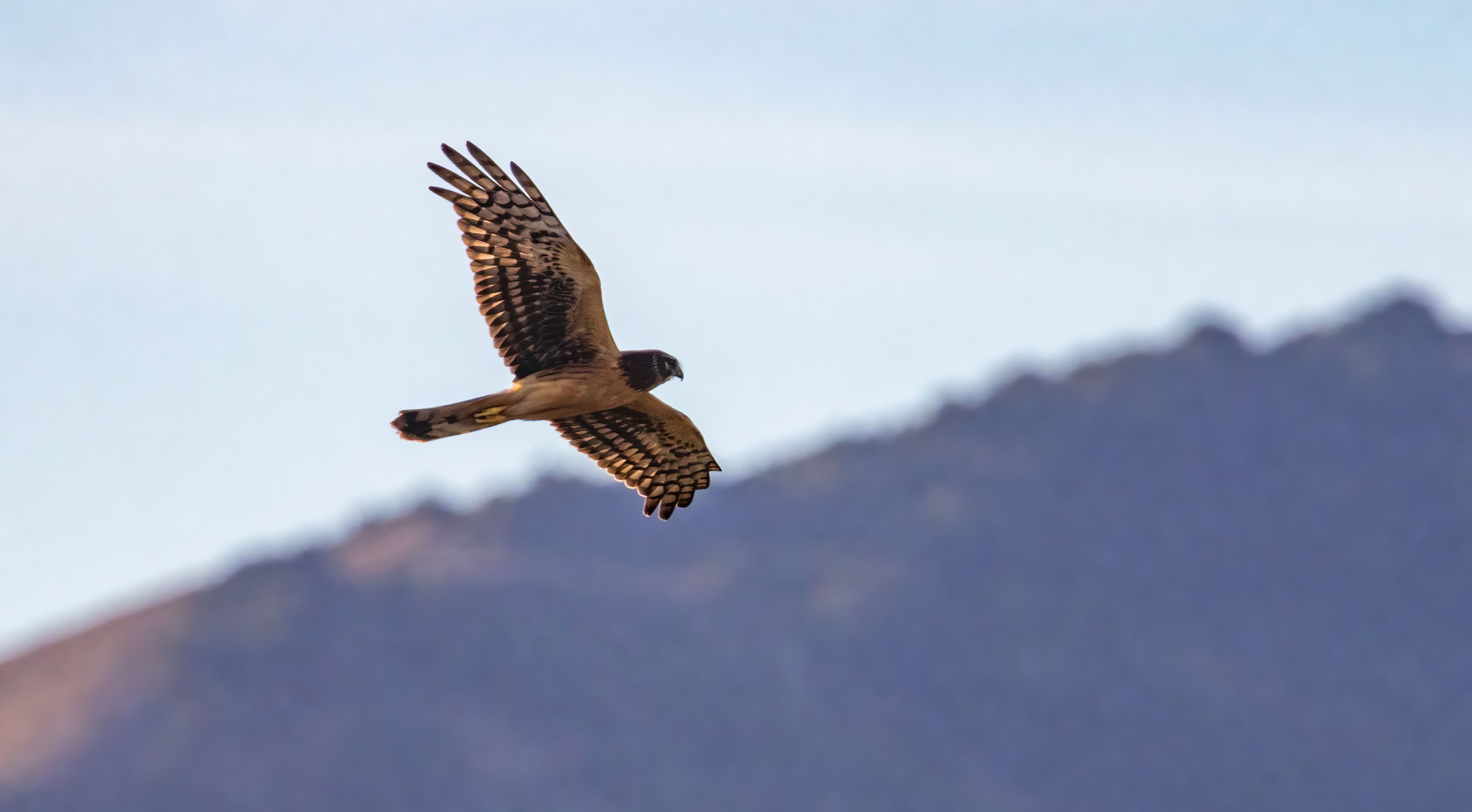 Bird Flying over Water · Free Stock Photo
