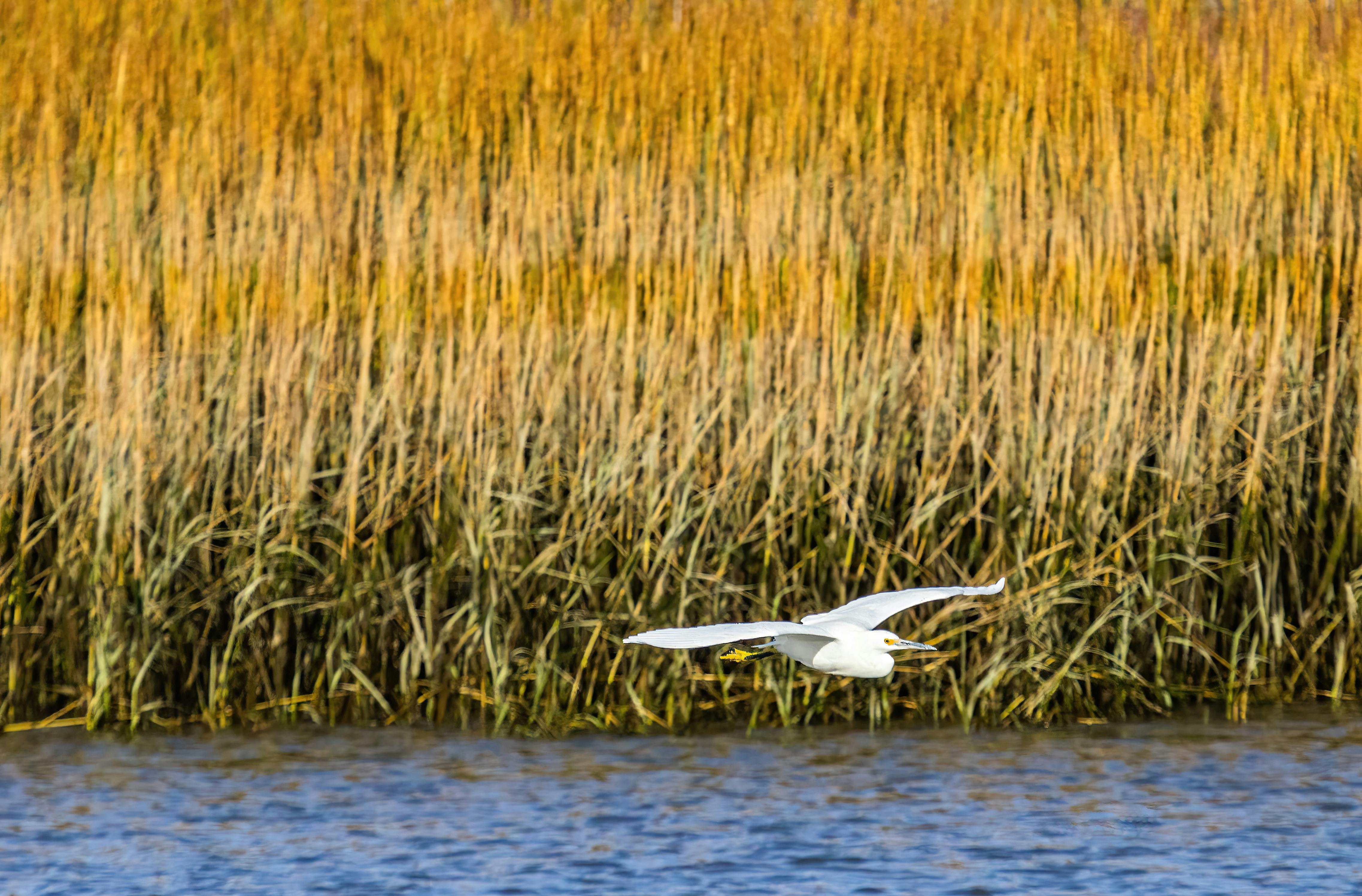 White Bird Flying Above Body of Water · Free Stock Photo