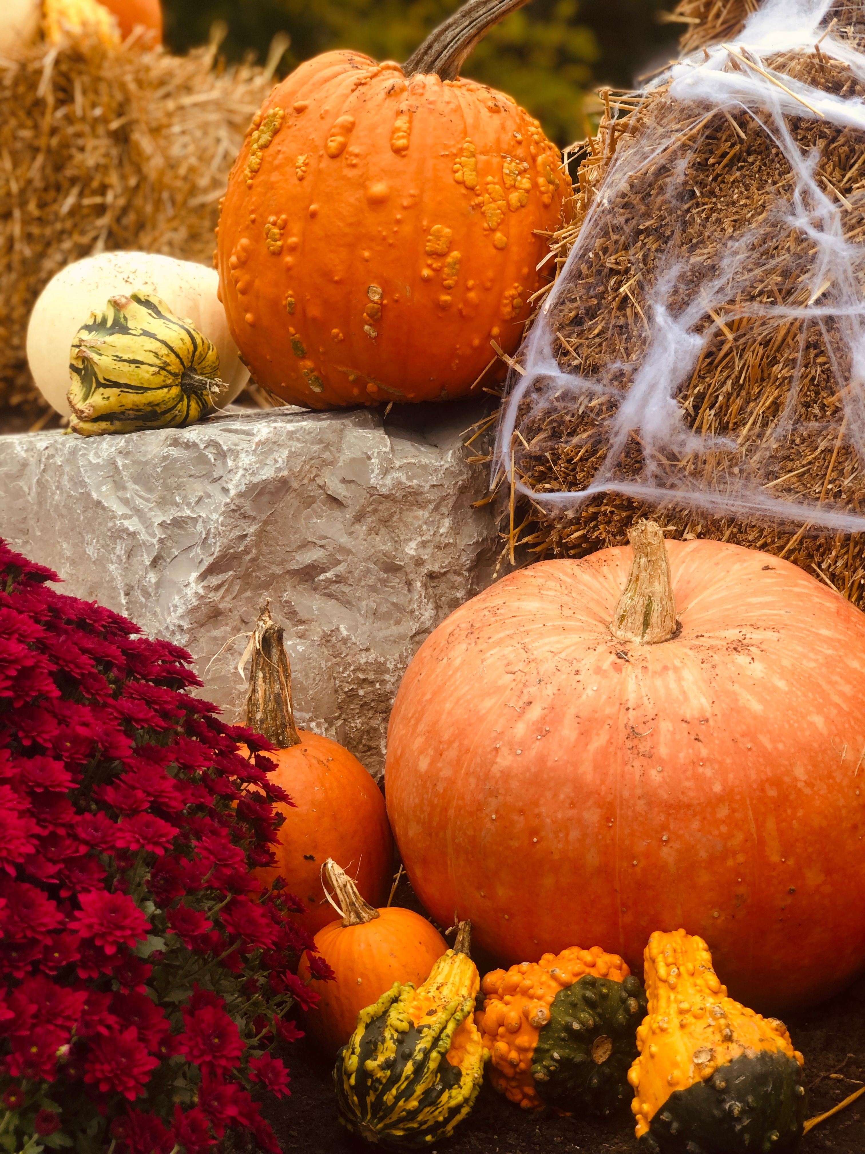 Warted Pumpkins Photos, Download Free Warted Pumpkins Stock Photos & HD ...