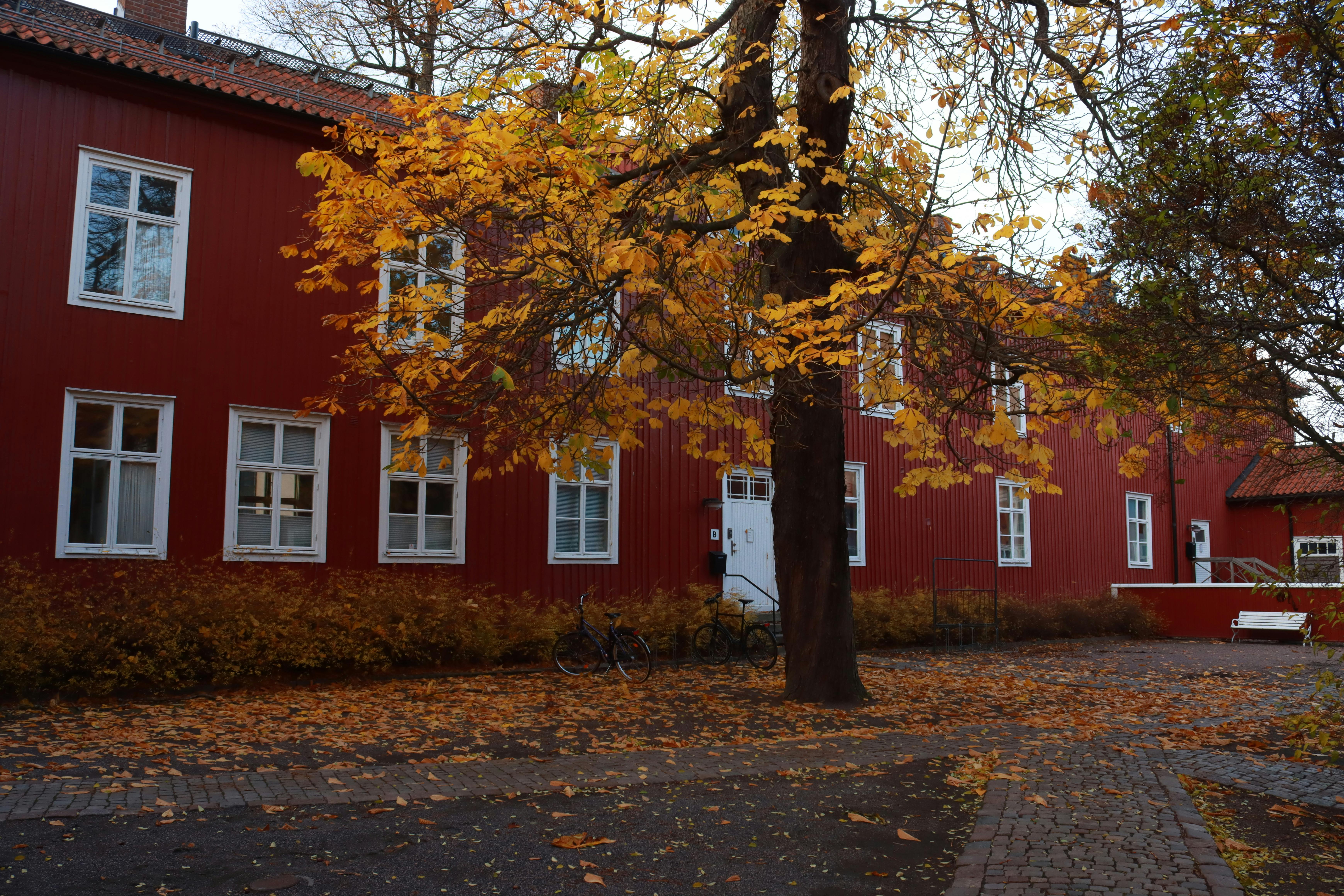 Autumn Tree near Building in Town · Free Stock Photo
