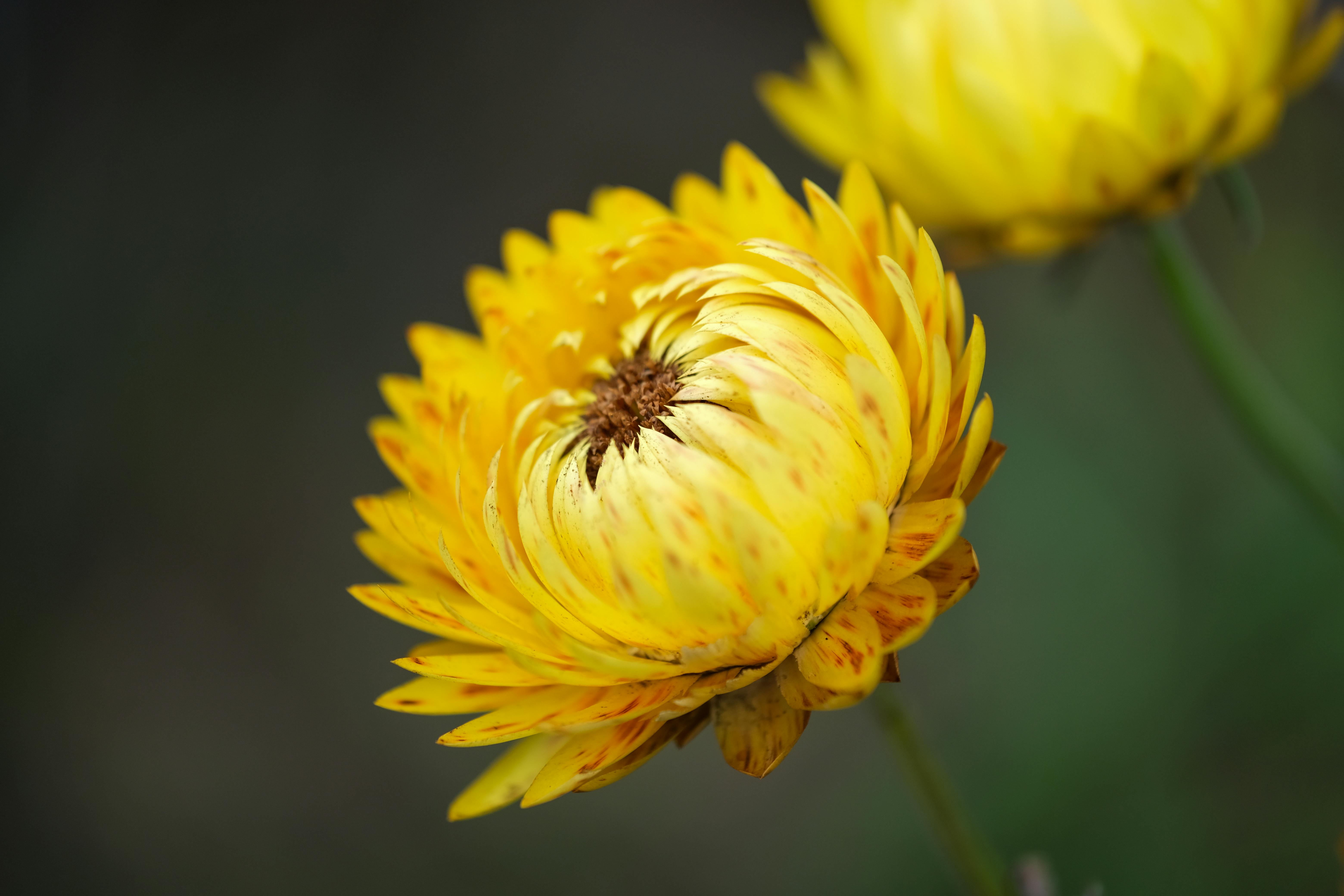 Flower Flowering Photos, Download The BEST Free Flower Flowering Stock ...