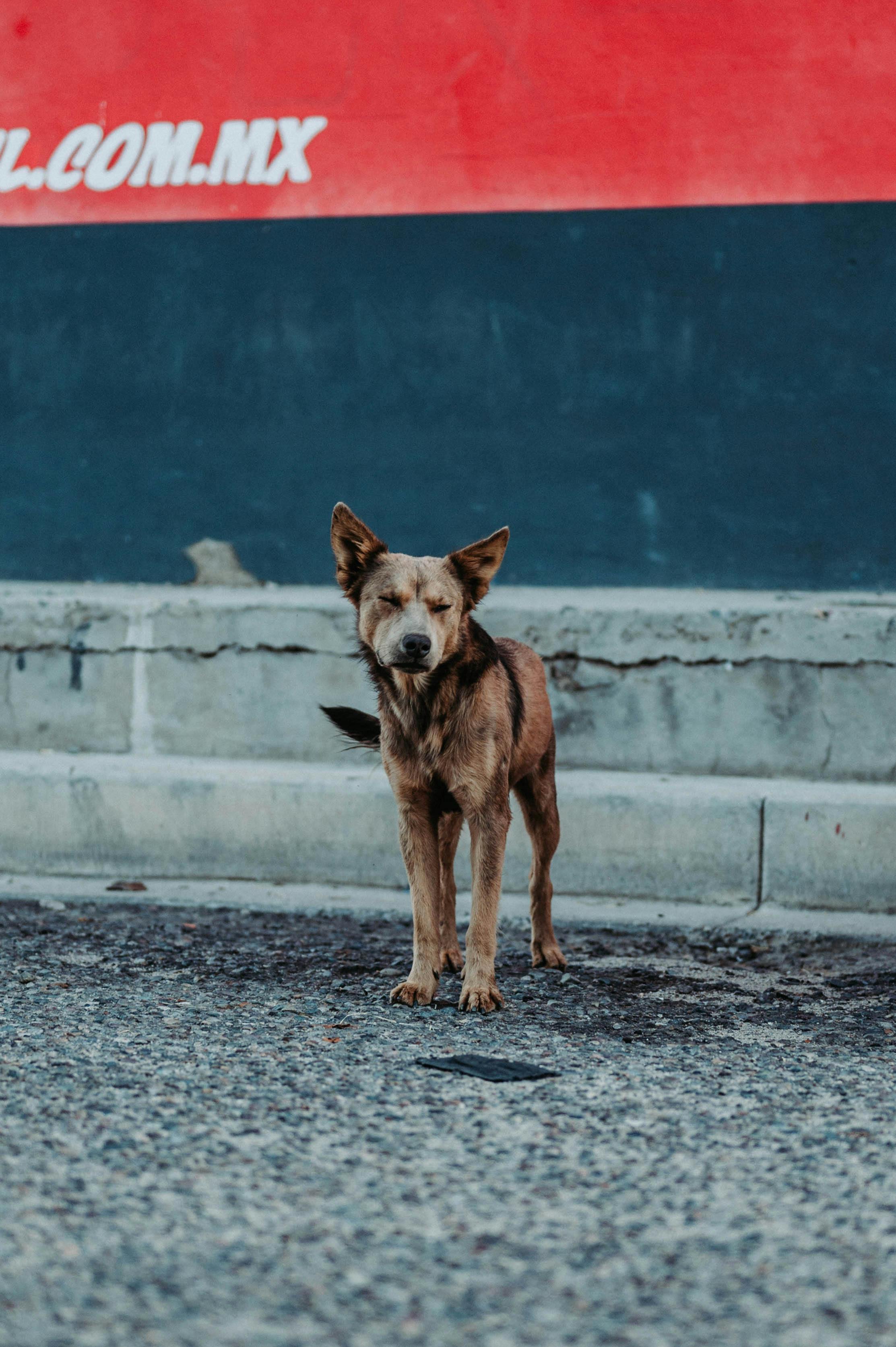 Mexico Stray Dogs Photos, Download The BEST Free Mexico Stray Dogs ...