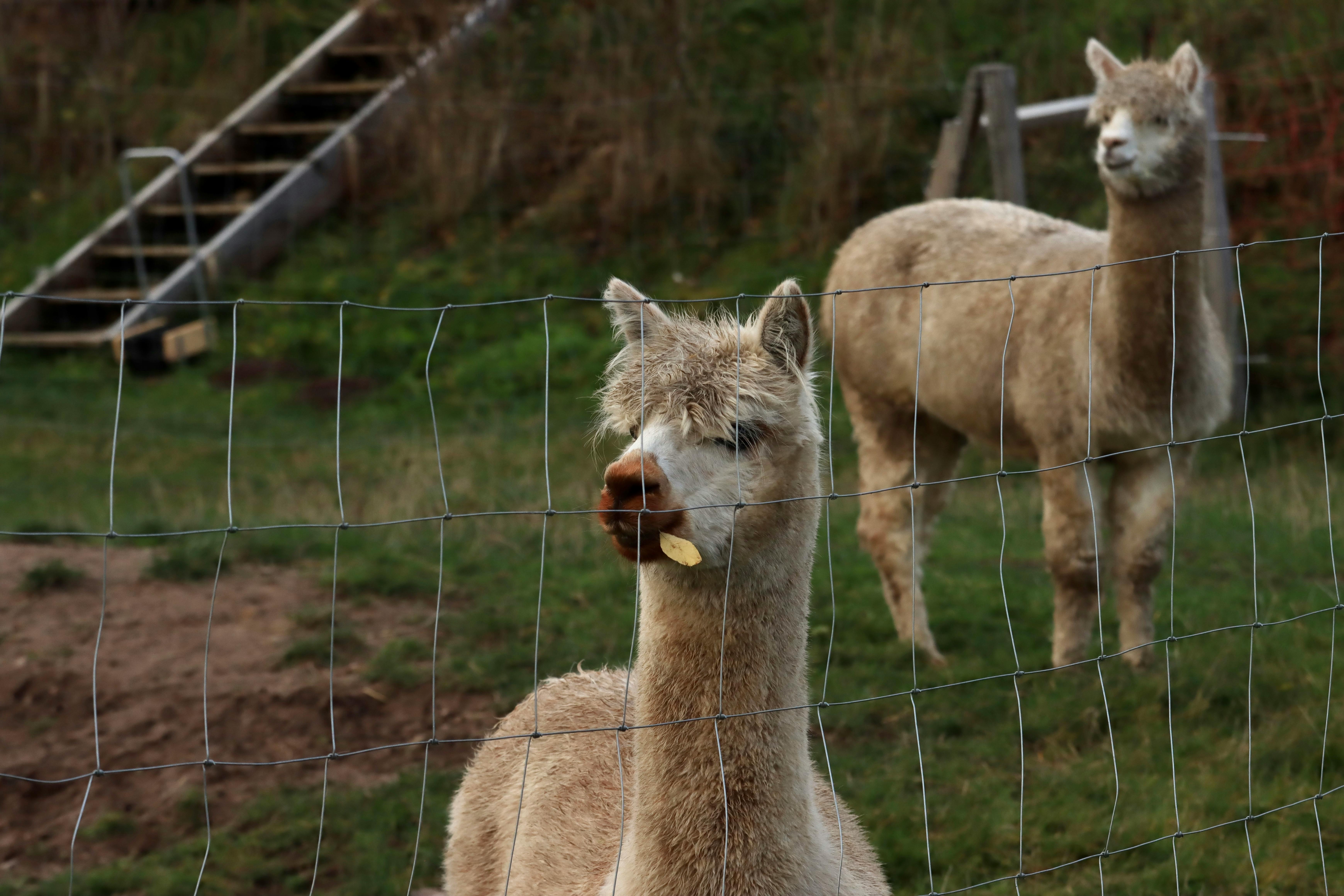 Two Alpacas Standing in a Mountain Desert · Free Stock Photo