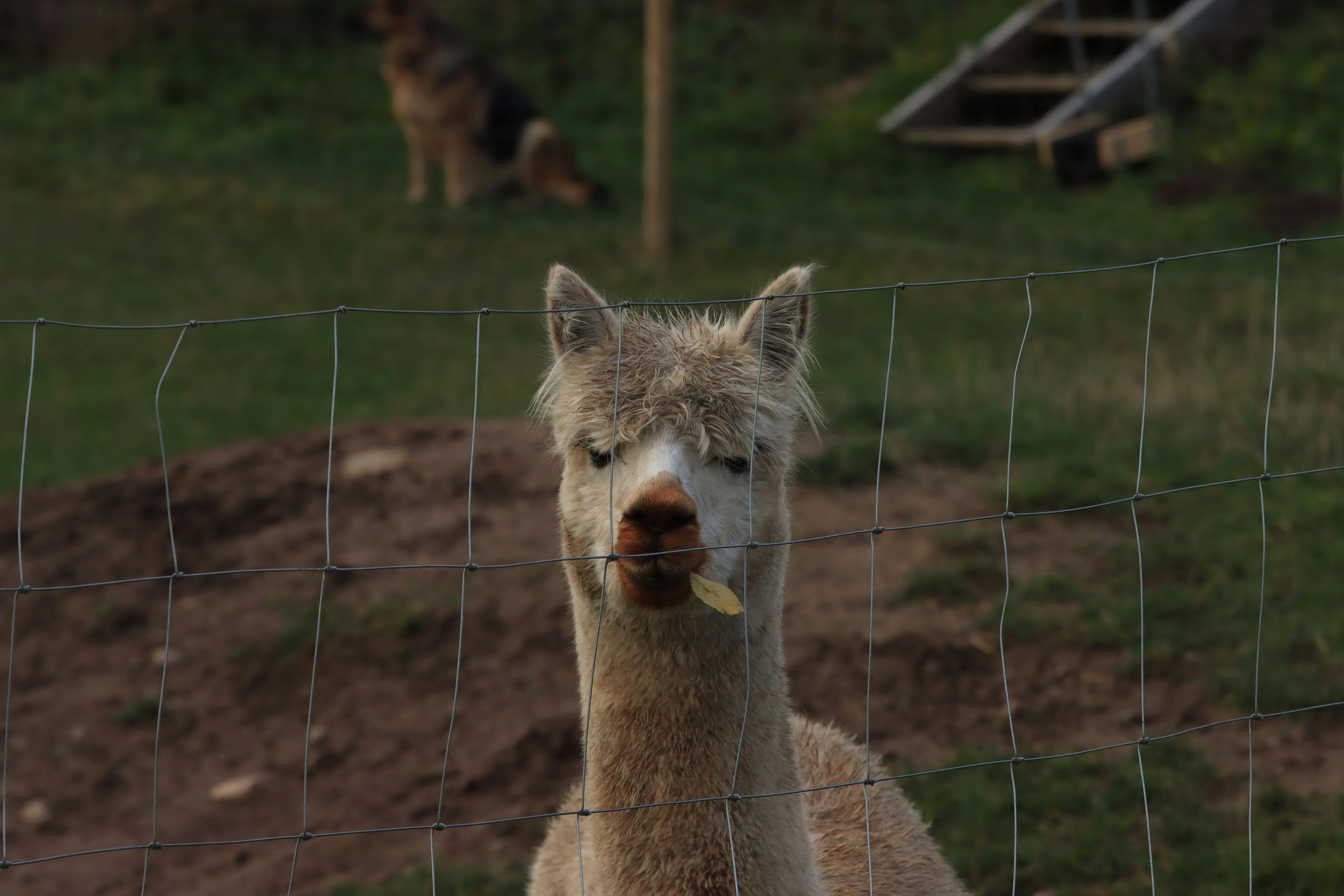 Photograph of an Alpaca Behind a Fence · Free Stock Photo