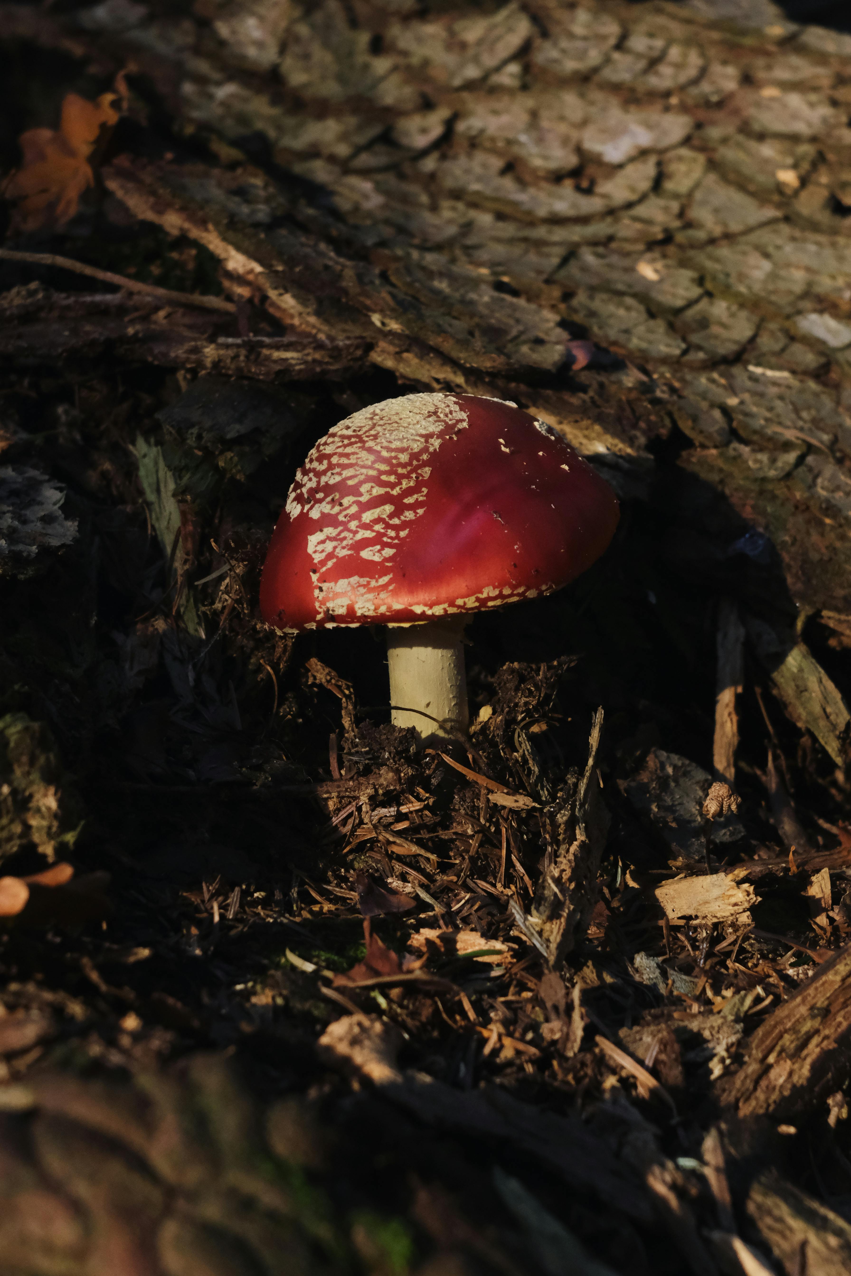 Animated Mushroom Photos, Download The BEST Free Animated Mushroom ...