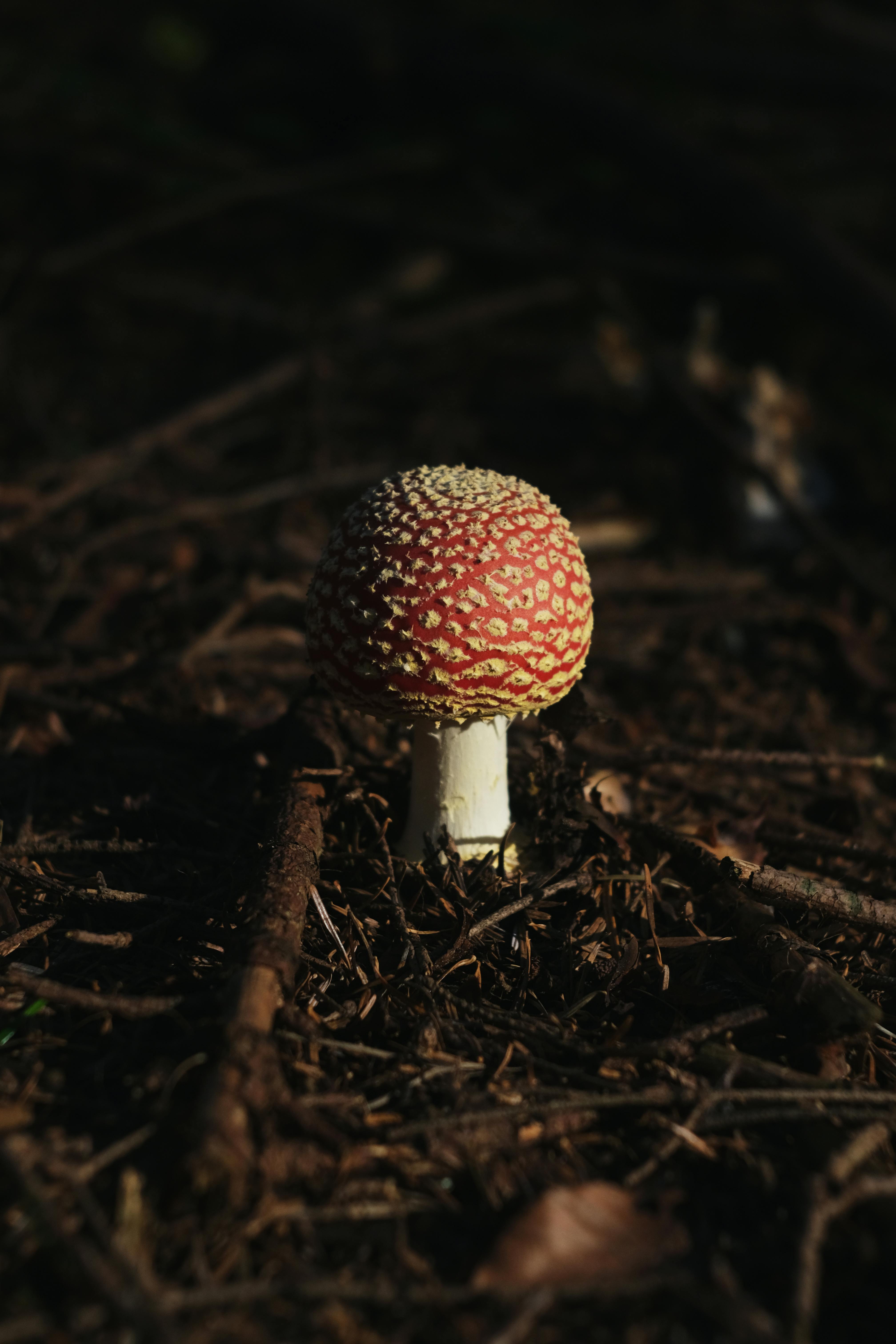 Animated Mushroom Photos, Download The BEST Free Animated Mushroom ...