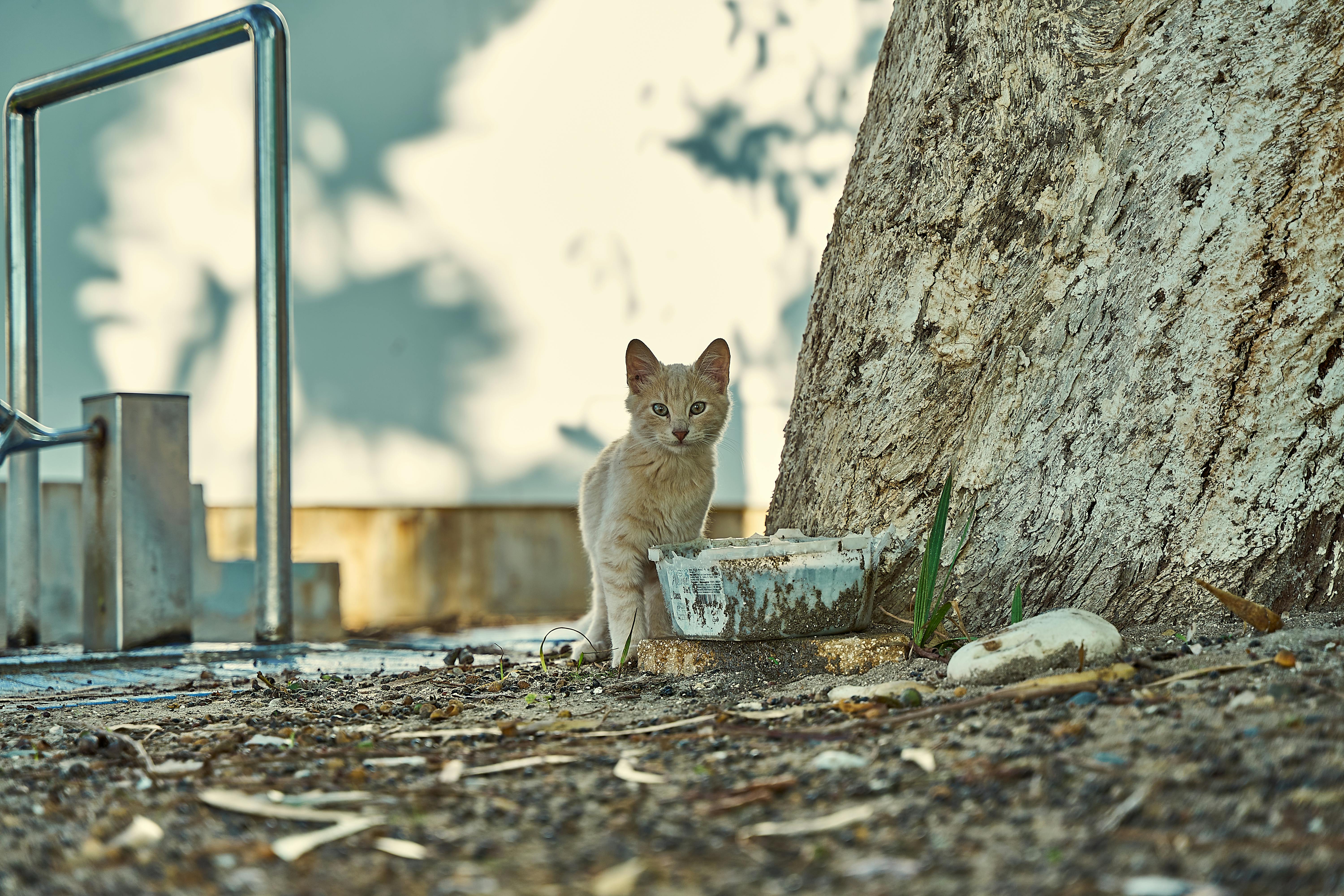 A Stray Tabby Cat · Free Stock Photo