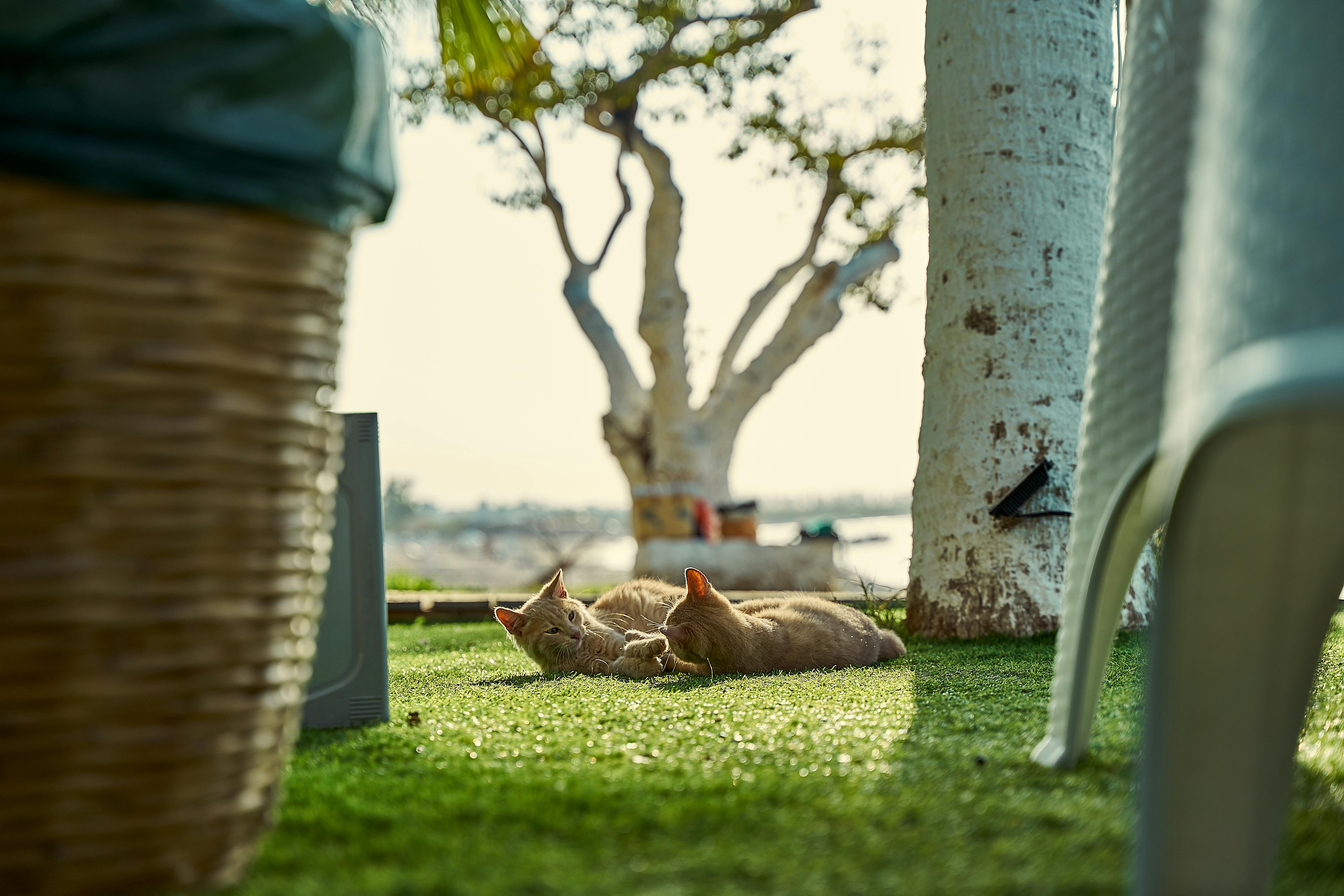 Cats Pick Photos, Download Free Cats Pick Stock Photos & HD Images