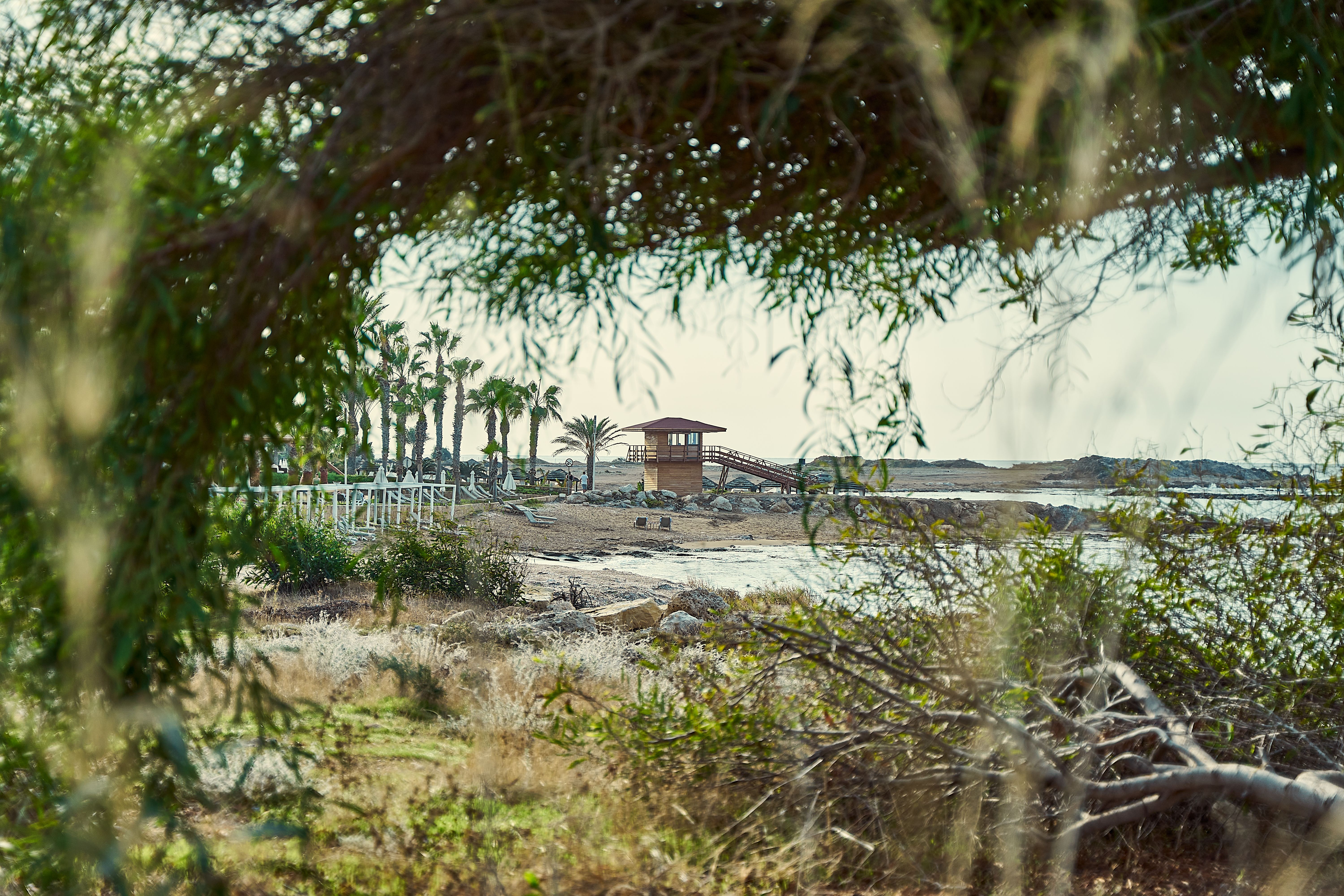 Shed on Beach behind Plants · Free Stock Photo