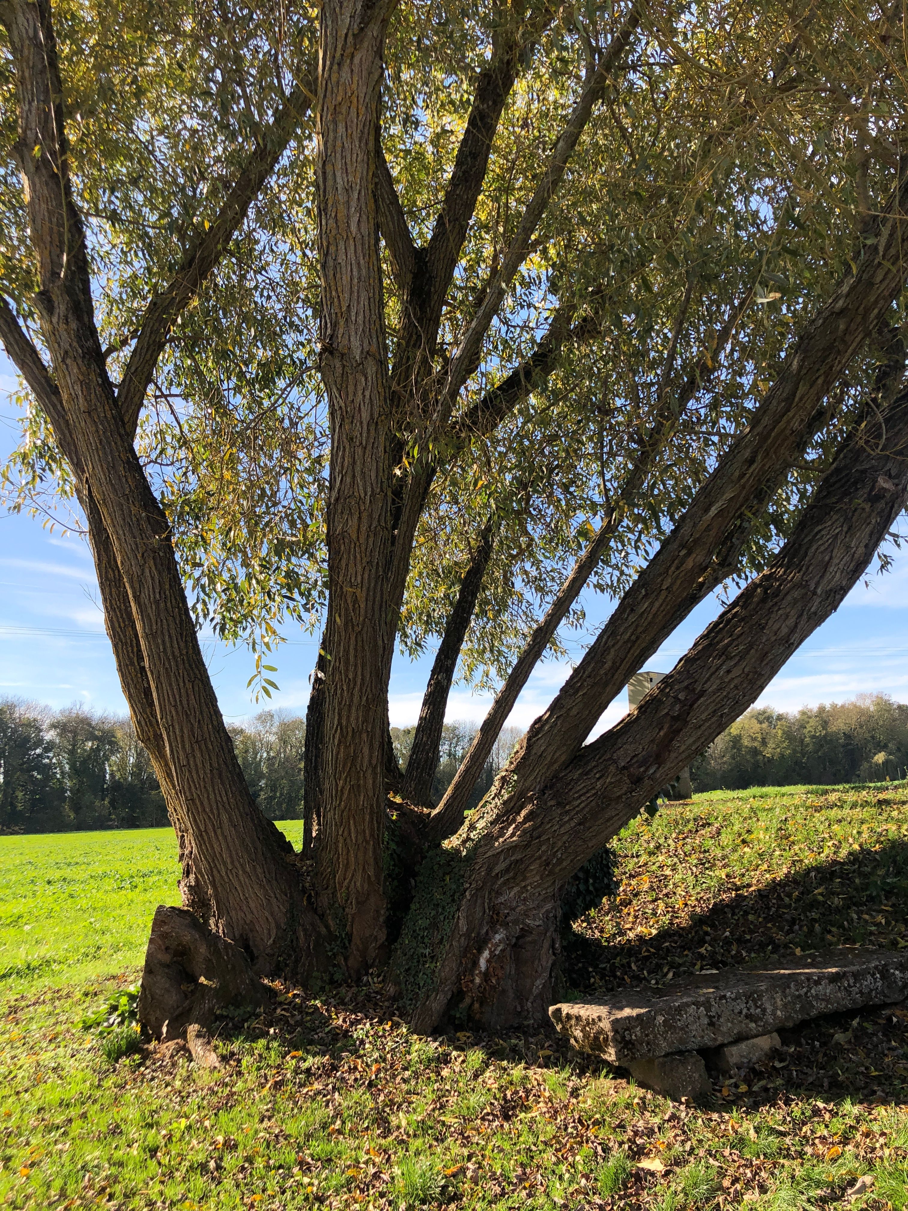 Brown Tree on the Green Grassland · Free Stock Photo