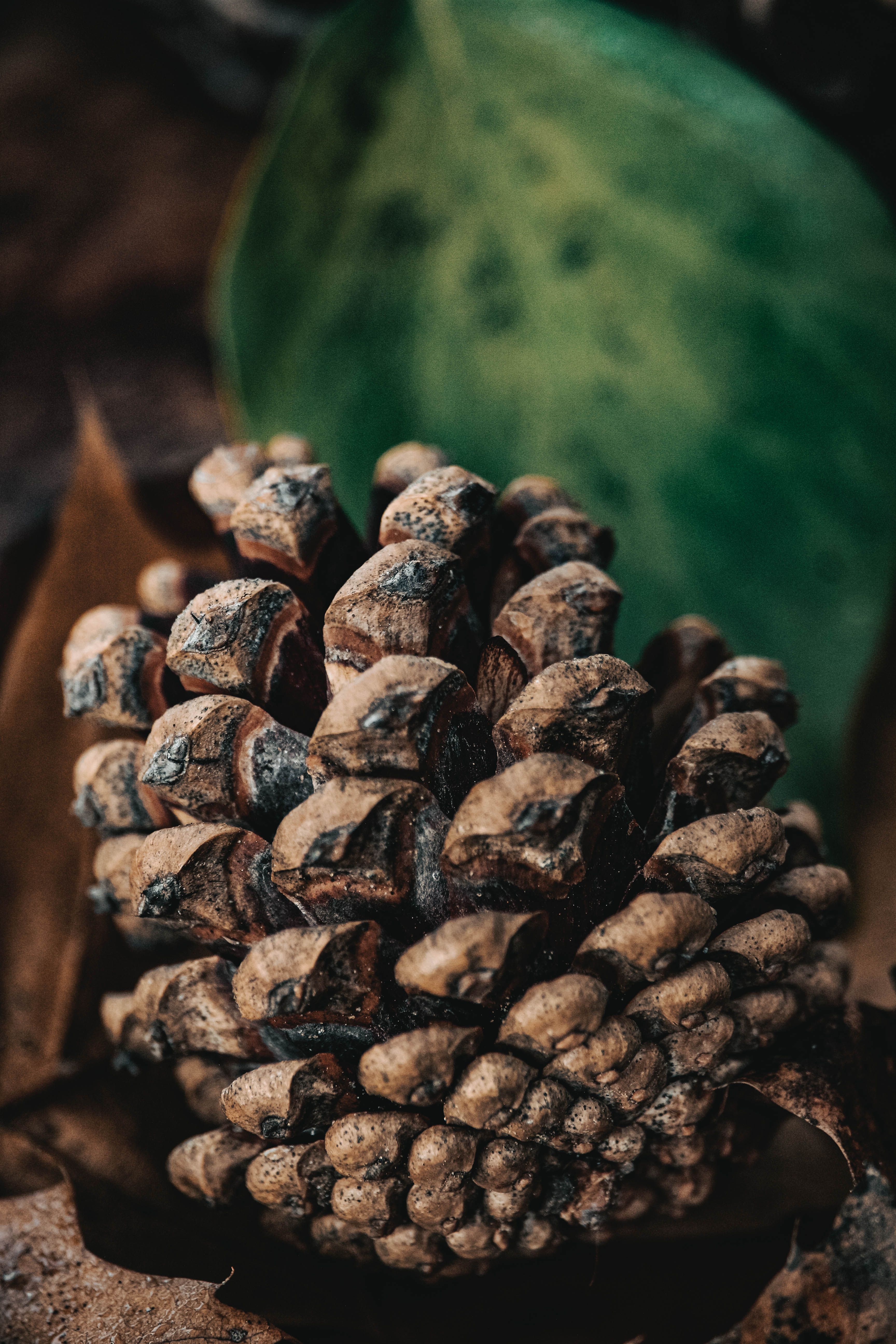 Close-up of a Cone and a Green Leaf in the Background · Free Stock Photo